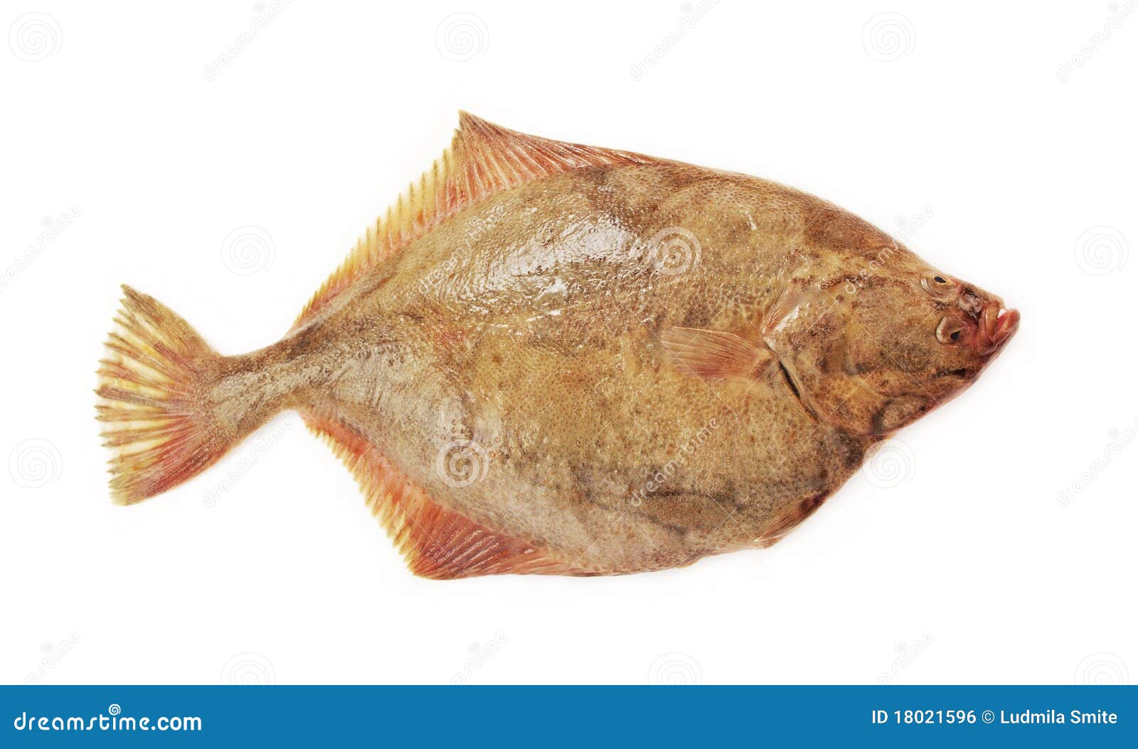 Raw flatfish. stock photo. Image of seafood, baltic, single - 18021596