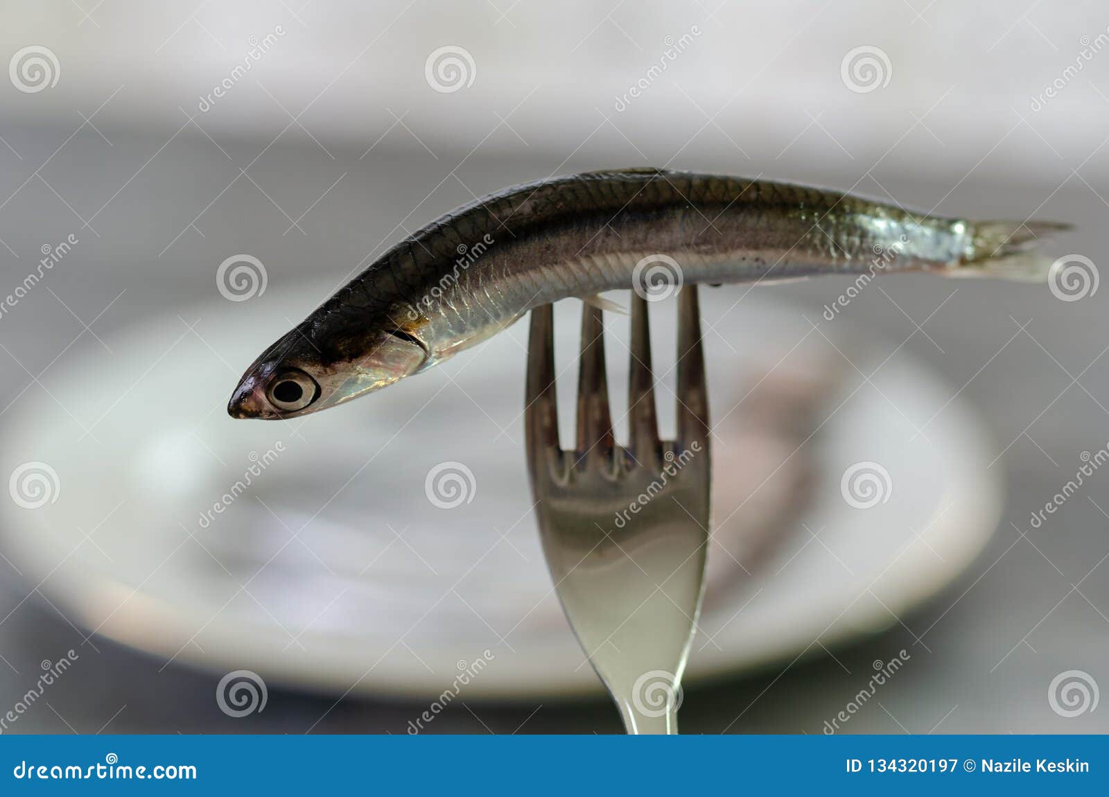 Raw and fresh anchovy fish stock image. Image of uncooked - 134320197