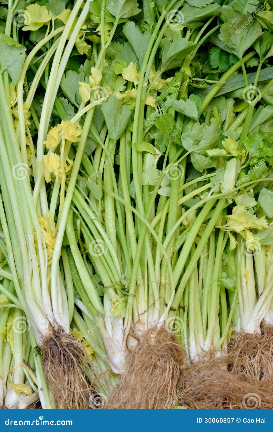 Raw and fresh celery stock image. Image of sell, celery - 30060857