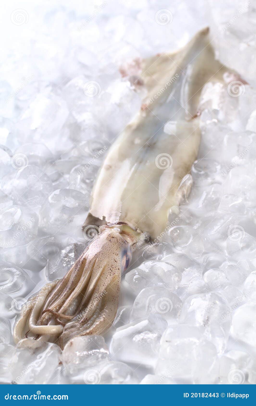 Raw Fresh Complete Squid stock image. Image of squid - 20182443