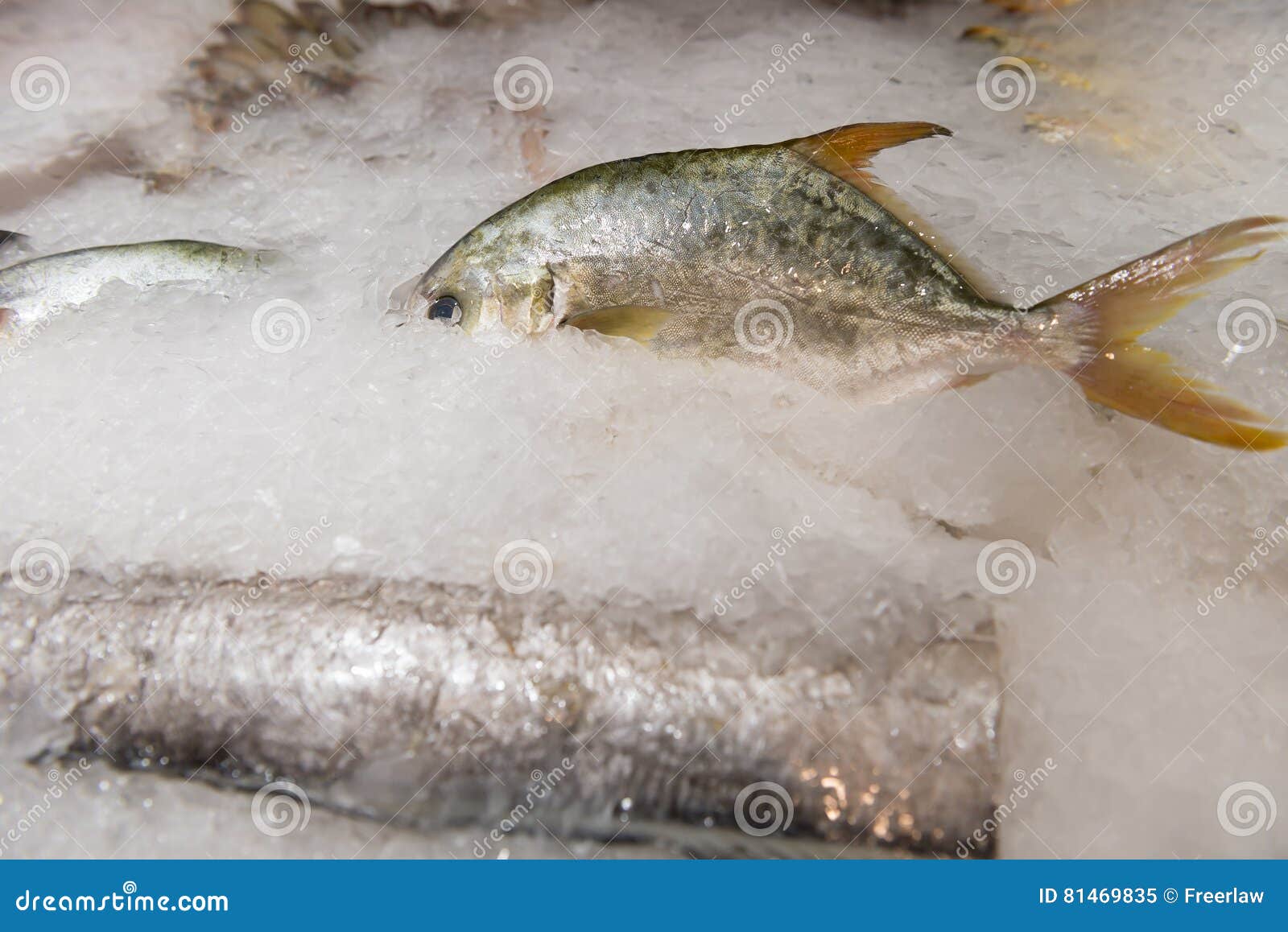 Raw Fresh Fish Chilling on Bed of Cold Ice Stock Image - Image of sale ...