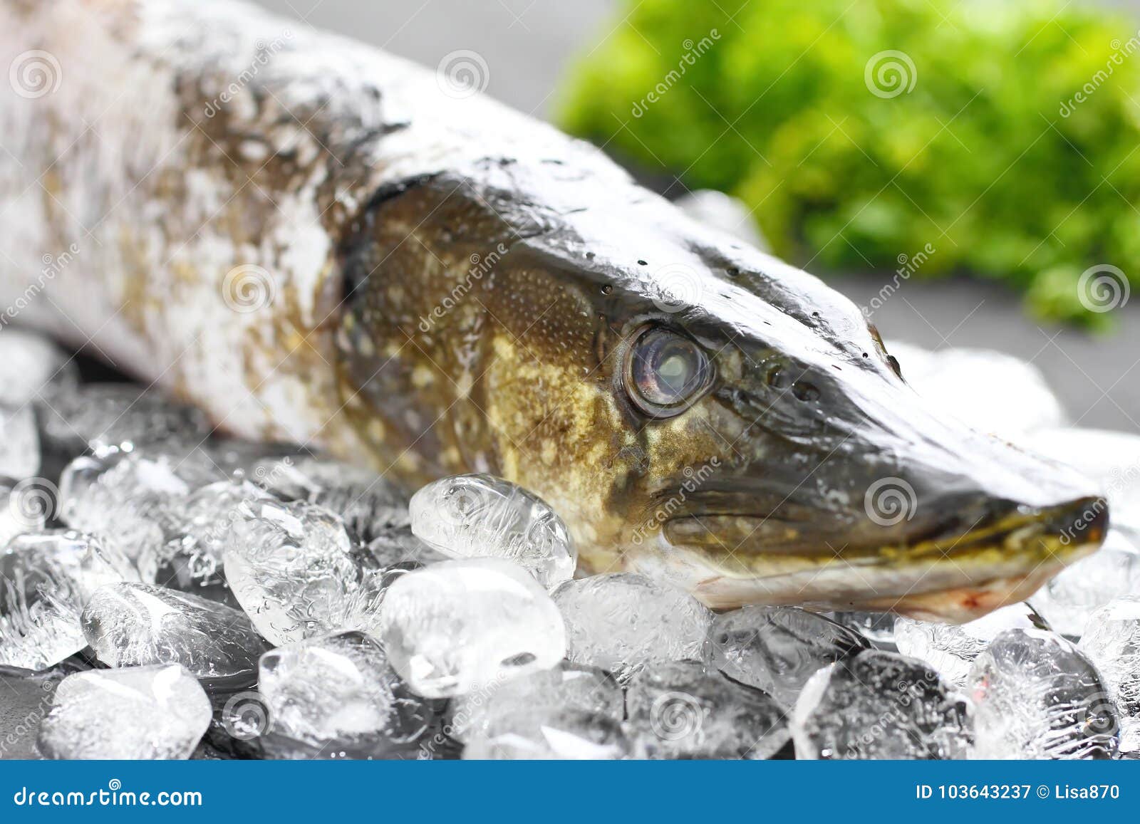 Raw Fresh Fish Ready for Cooking Stock Image - Image of head, clean ...