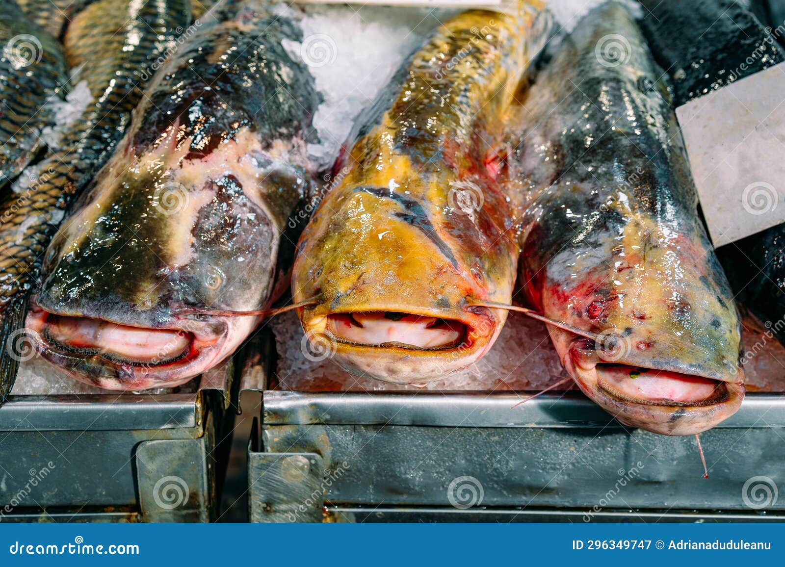 Raw Fresh Fish at the Market Stock Image - Image of wild, store: 296349747