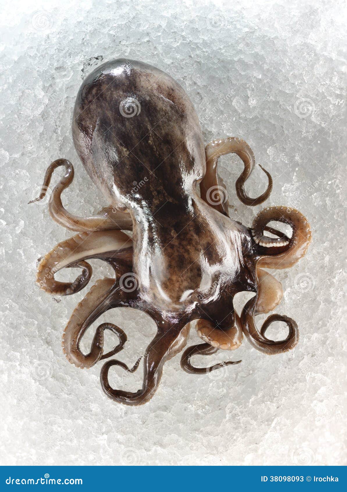 5,672 Raw Octopus Ice Stock Photos - Free & Royalty-Free Stock Photos ...