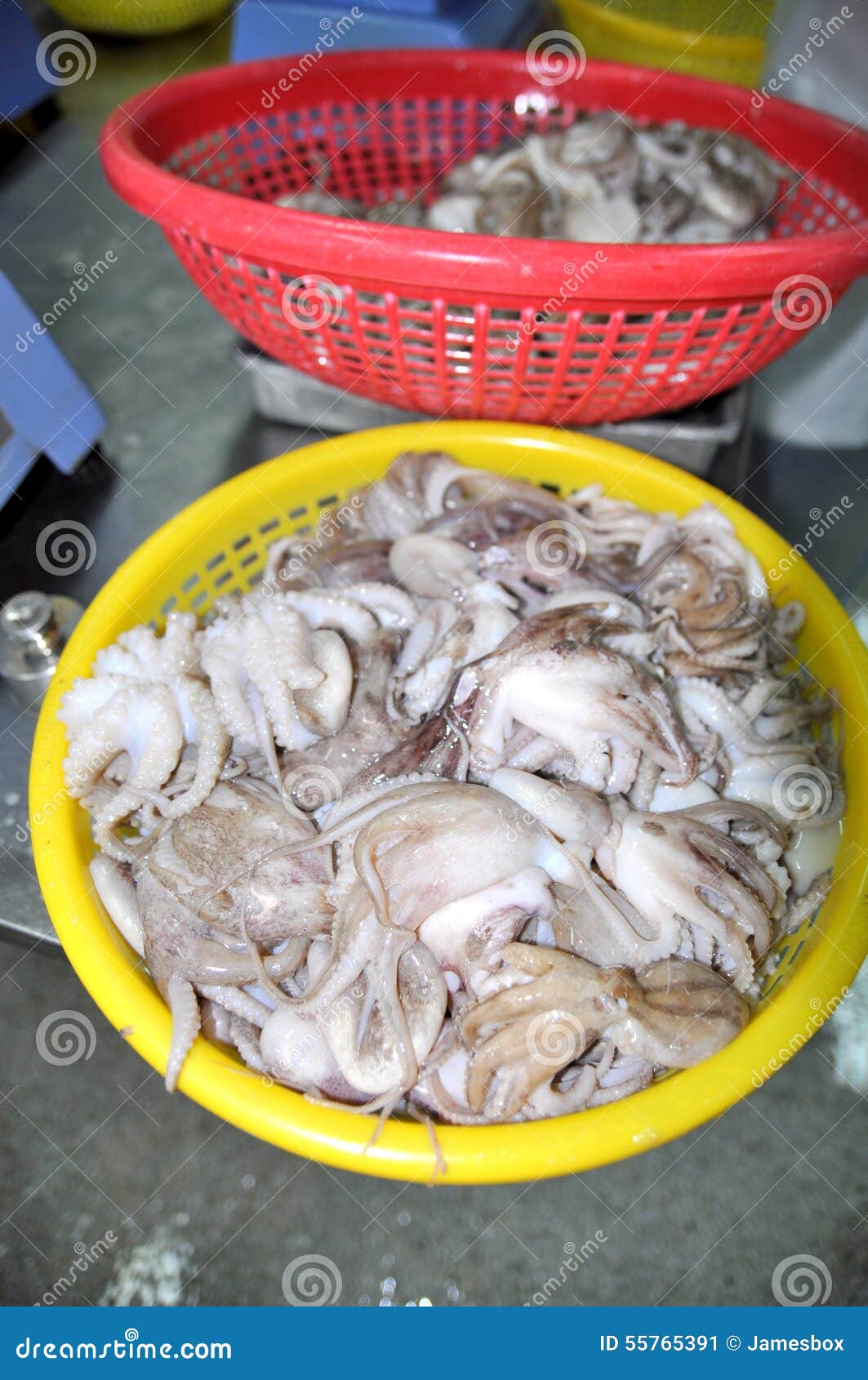 Raw Fresh Octopus are Washed and Put in Baskets Preparing To Get into ...