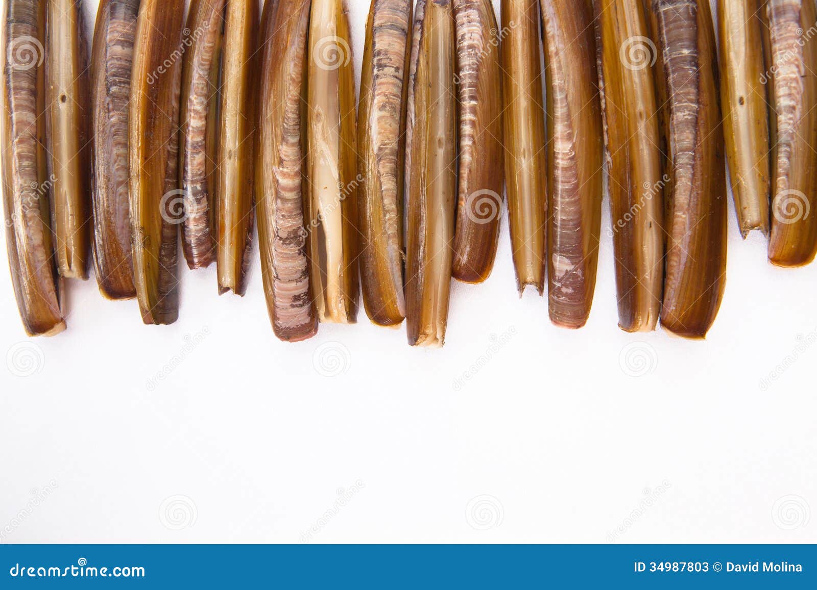 Raw and Fresh Razor Shells. Close Up. Stock Image - Image of sand ...