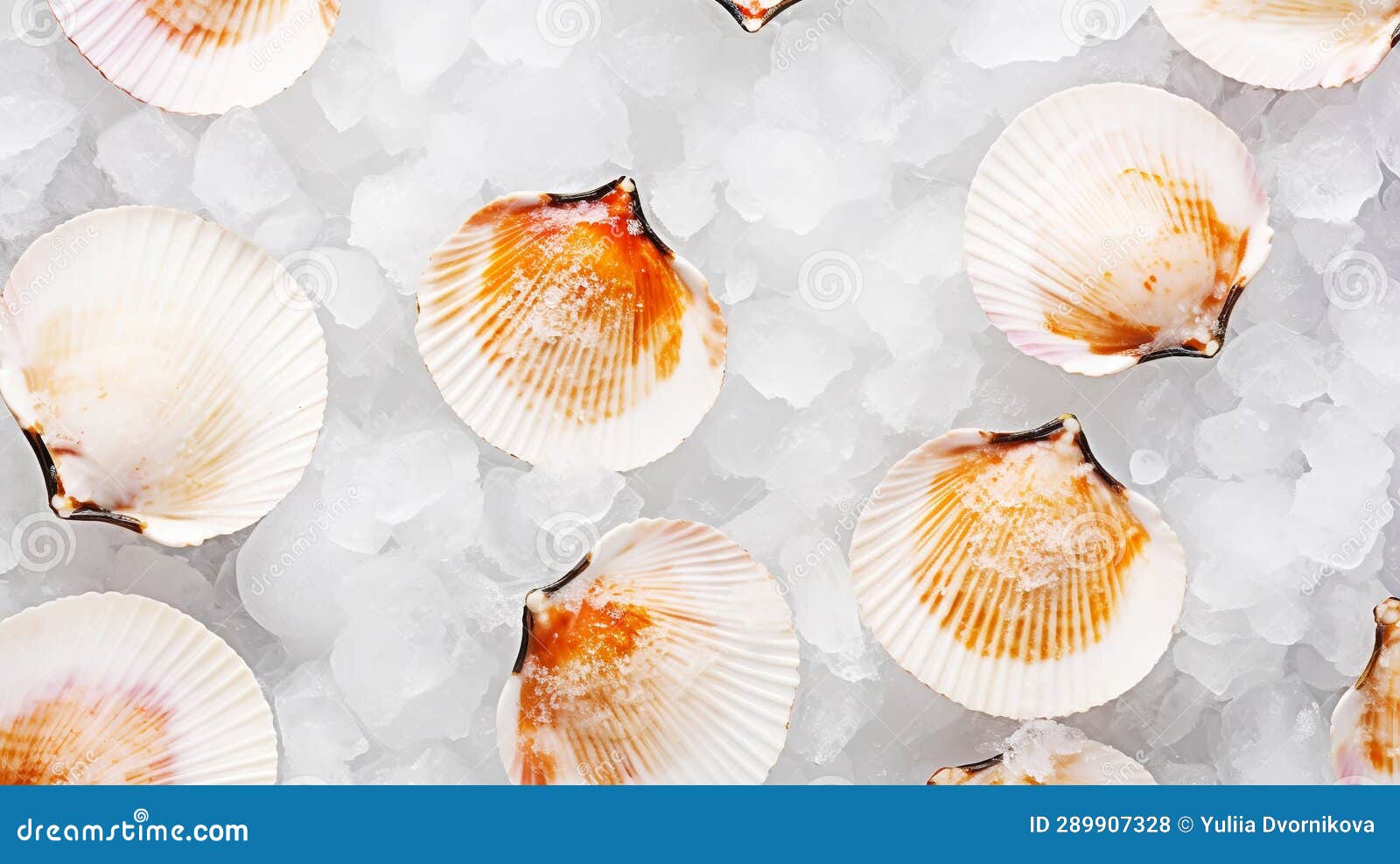 Raw Fresh Scallops on Ice Cubes. Seafood Background Stock Photo - Image ...