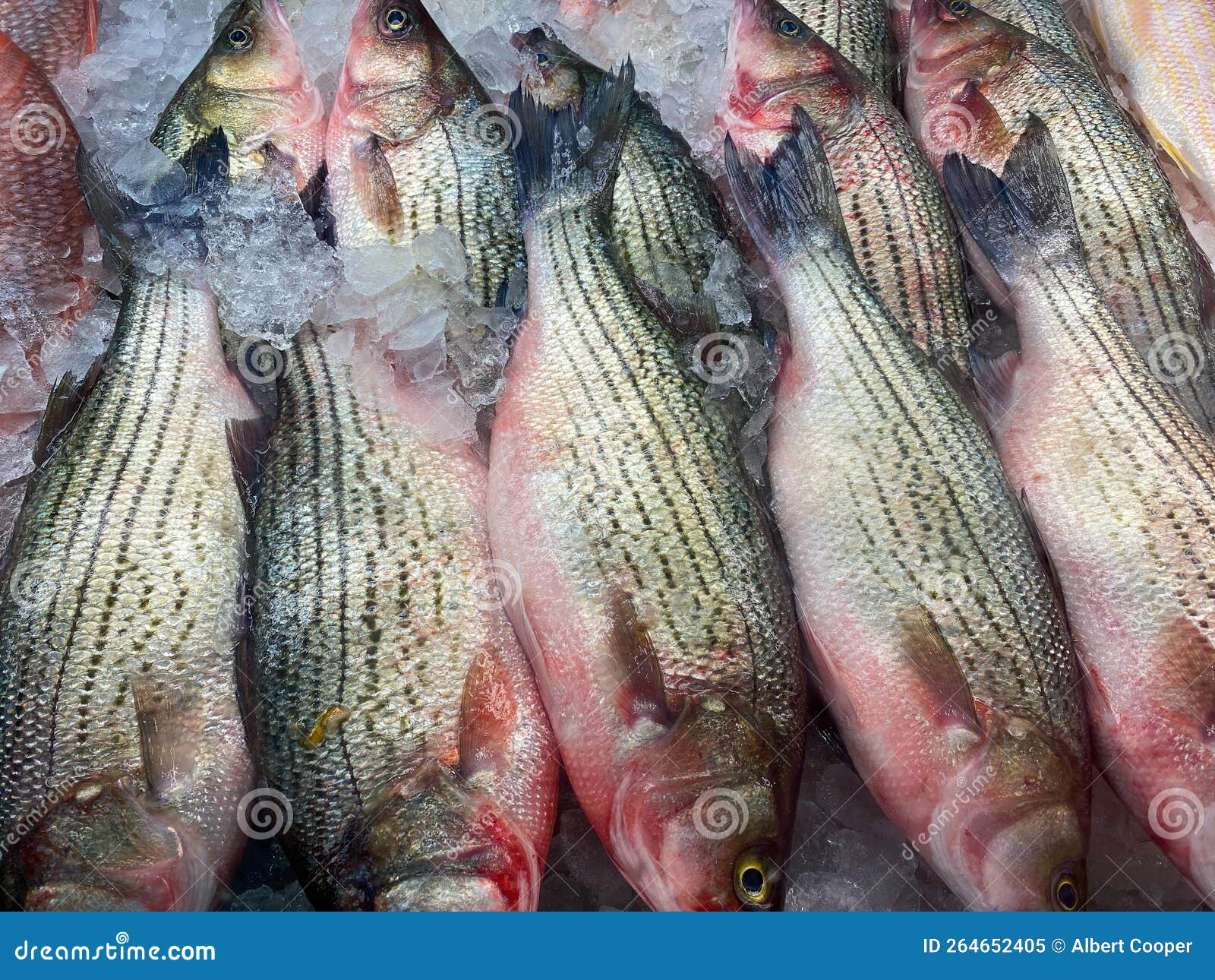 Raw Fresh Snapper Fish on Ice, Close-up View of Fish in Seafood Aisle ...