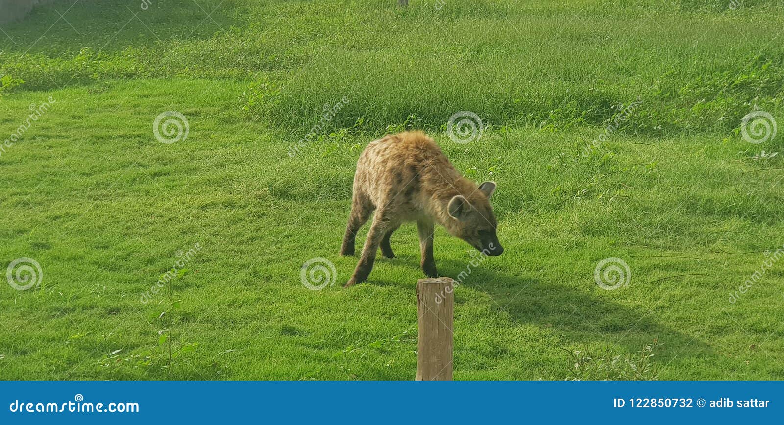 Raw Front view of Hyena stock photo. Image of hyena - 122850732