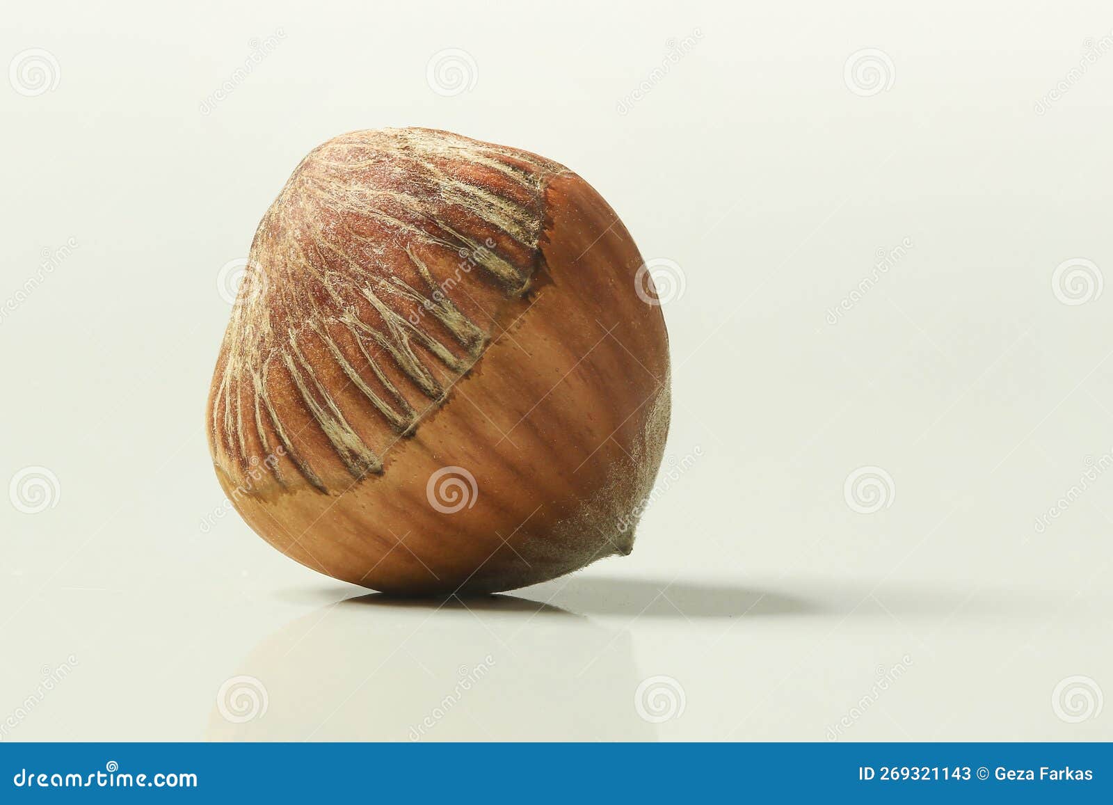 Raw Fruit Hazelnut in Shell on White Background Stock Image - Image of ...