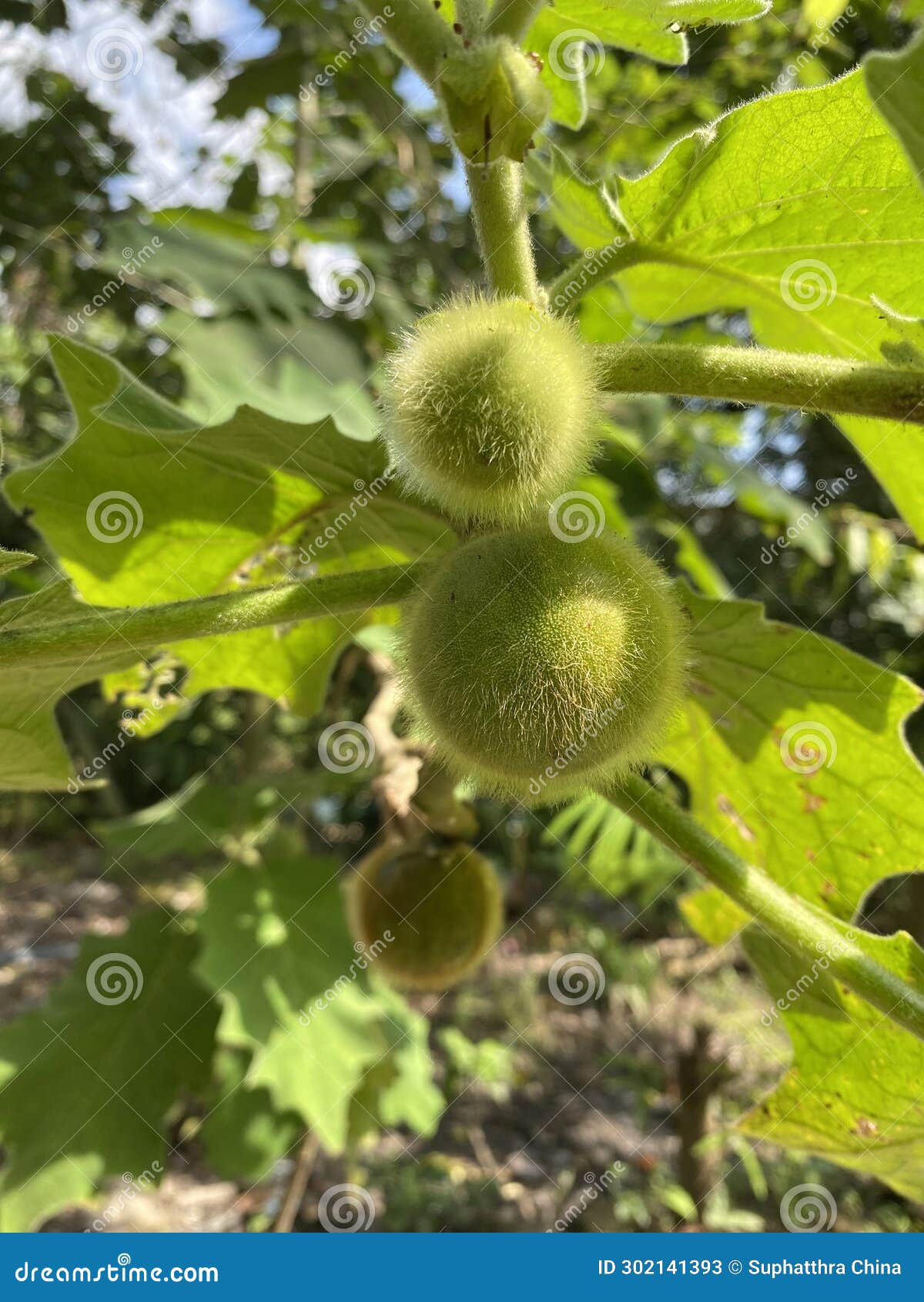 Raw Fruit of of Solanum Ferox or Solanum Stramonifolium Stock Image ...