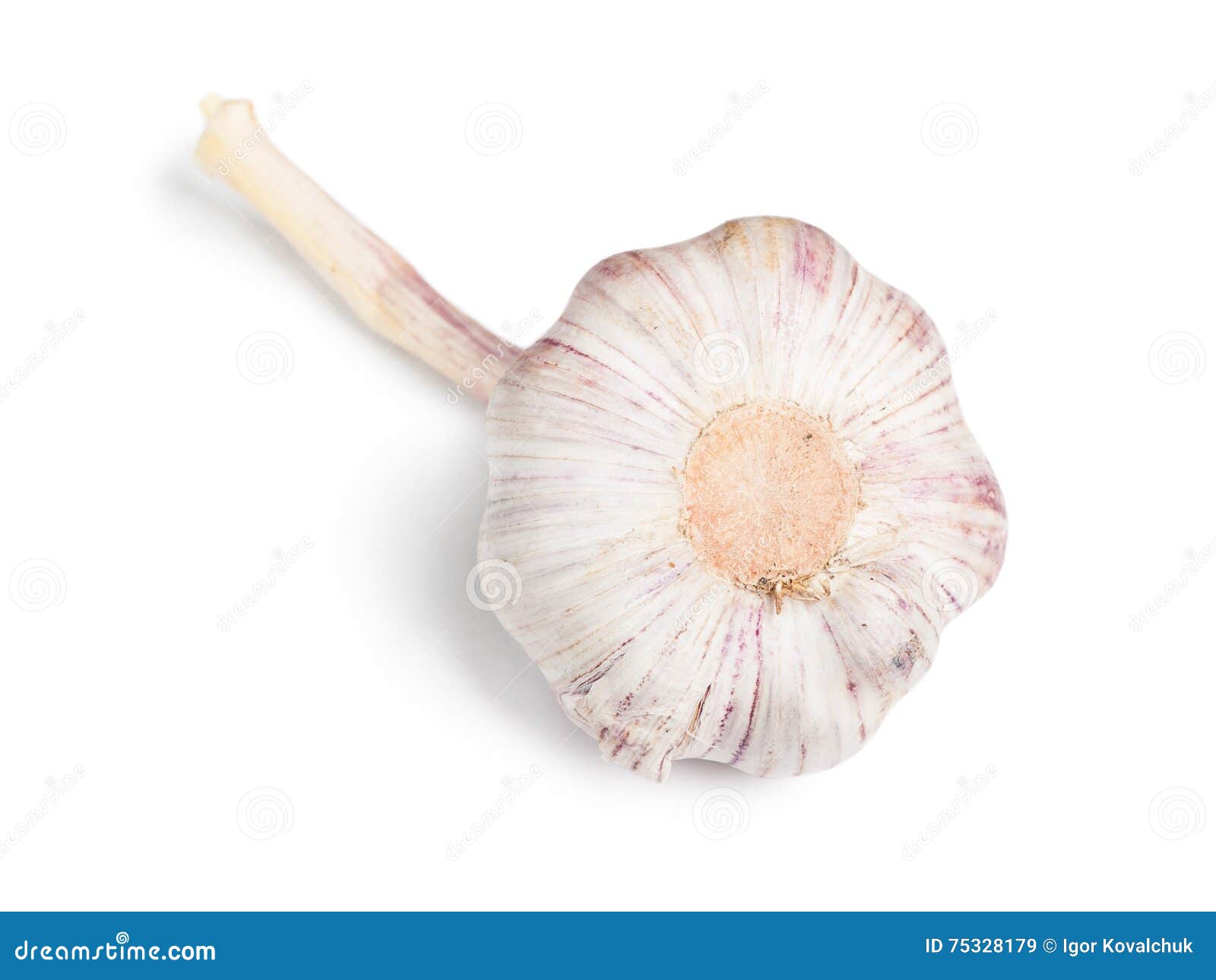 Raw garlic stock image. Image of gourmet, single, seasoning - 75328179