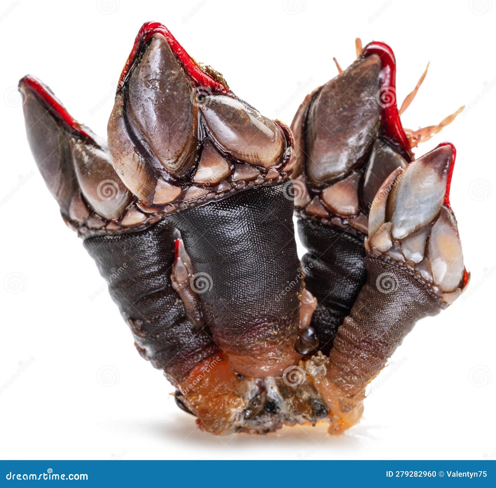 Raw Goose Barnacles Close Up Isolated on White Background Stock Photo ...
