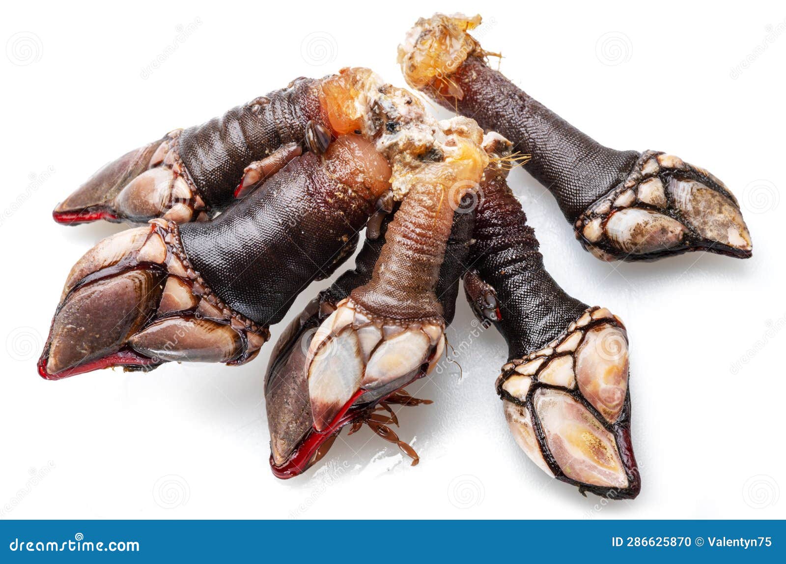 Raw Goose Barnacles Close Up Isolated on White Background Stock Photo ...