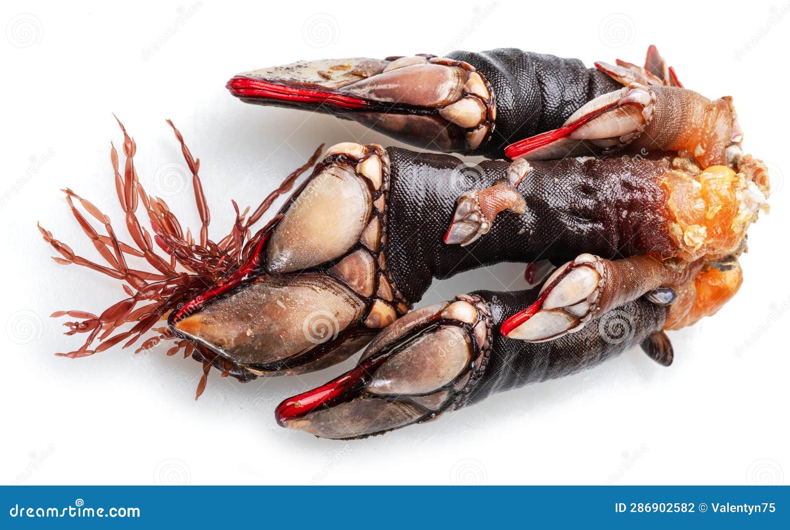 Raw Goose Barnacles Close Up Isolated on White Background Stock Photo ...