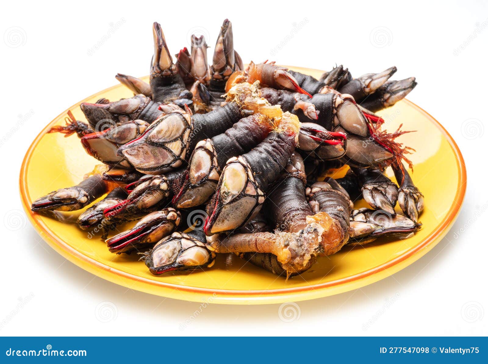Raw Goose Barnacles Close Up on Yellow Plate on White Background Stock ...