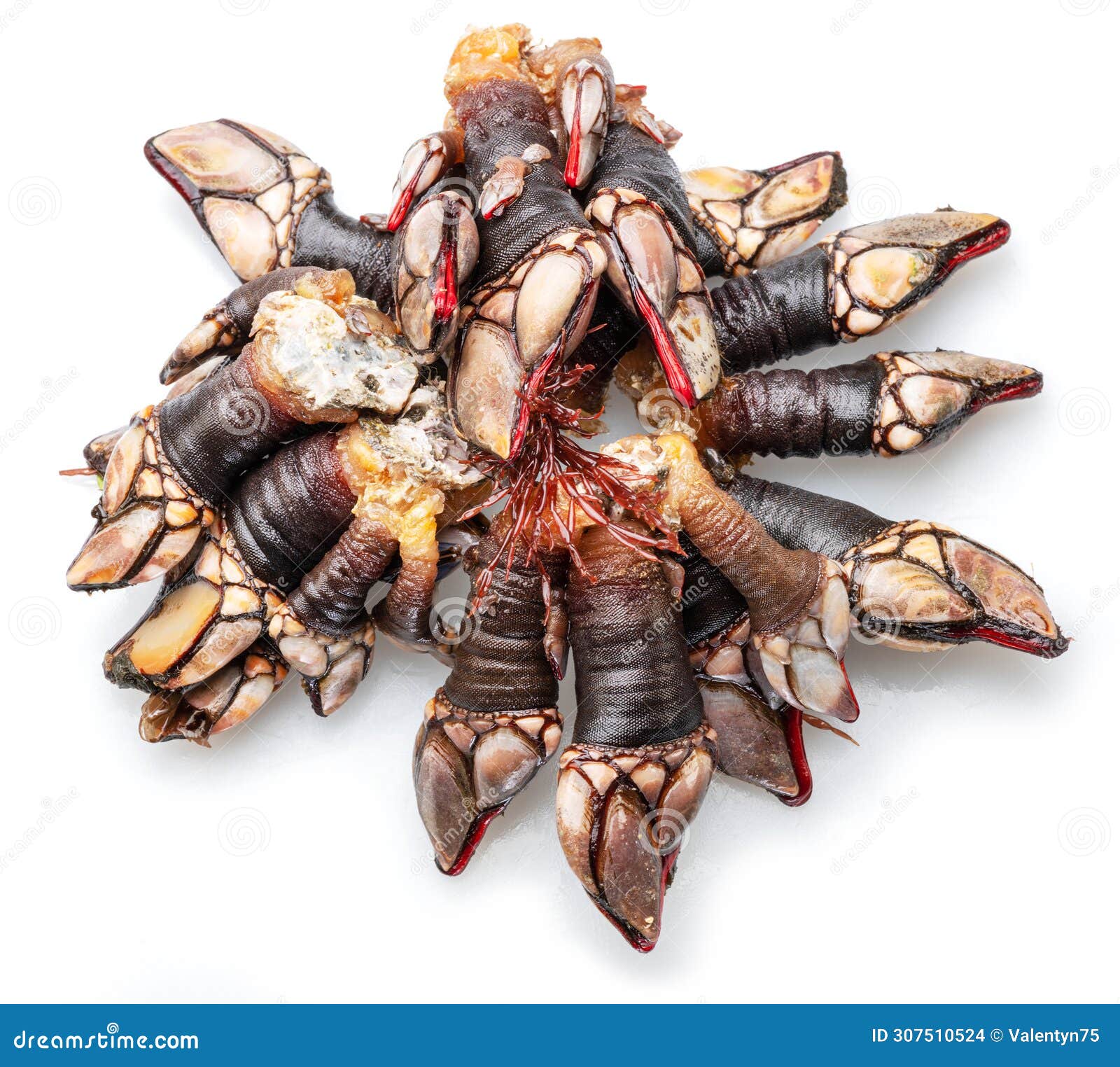 Raw Goose Barnacles Isolated on White Background. Delicacy Food Stock ...