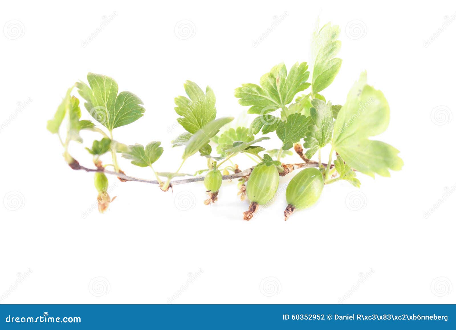 Raw gooseberry stock photo. Image of gooseberries, stem - 60352952