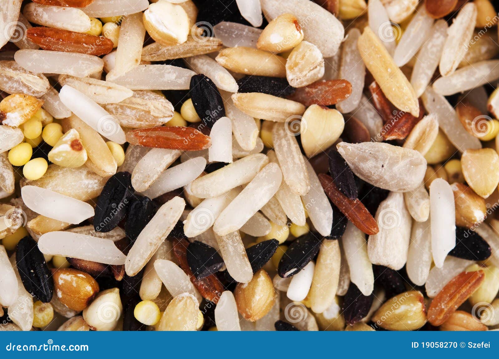 Raw grains stock photo. Image of grains, healthy, oats - 19058270