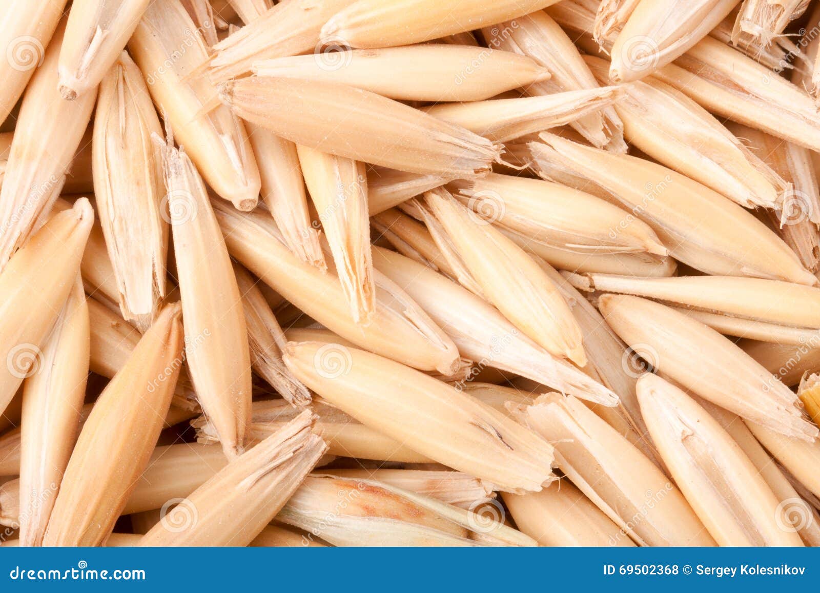 Raw Grains of Oats Close Up As a Background Macro Stock Photo - Image ...