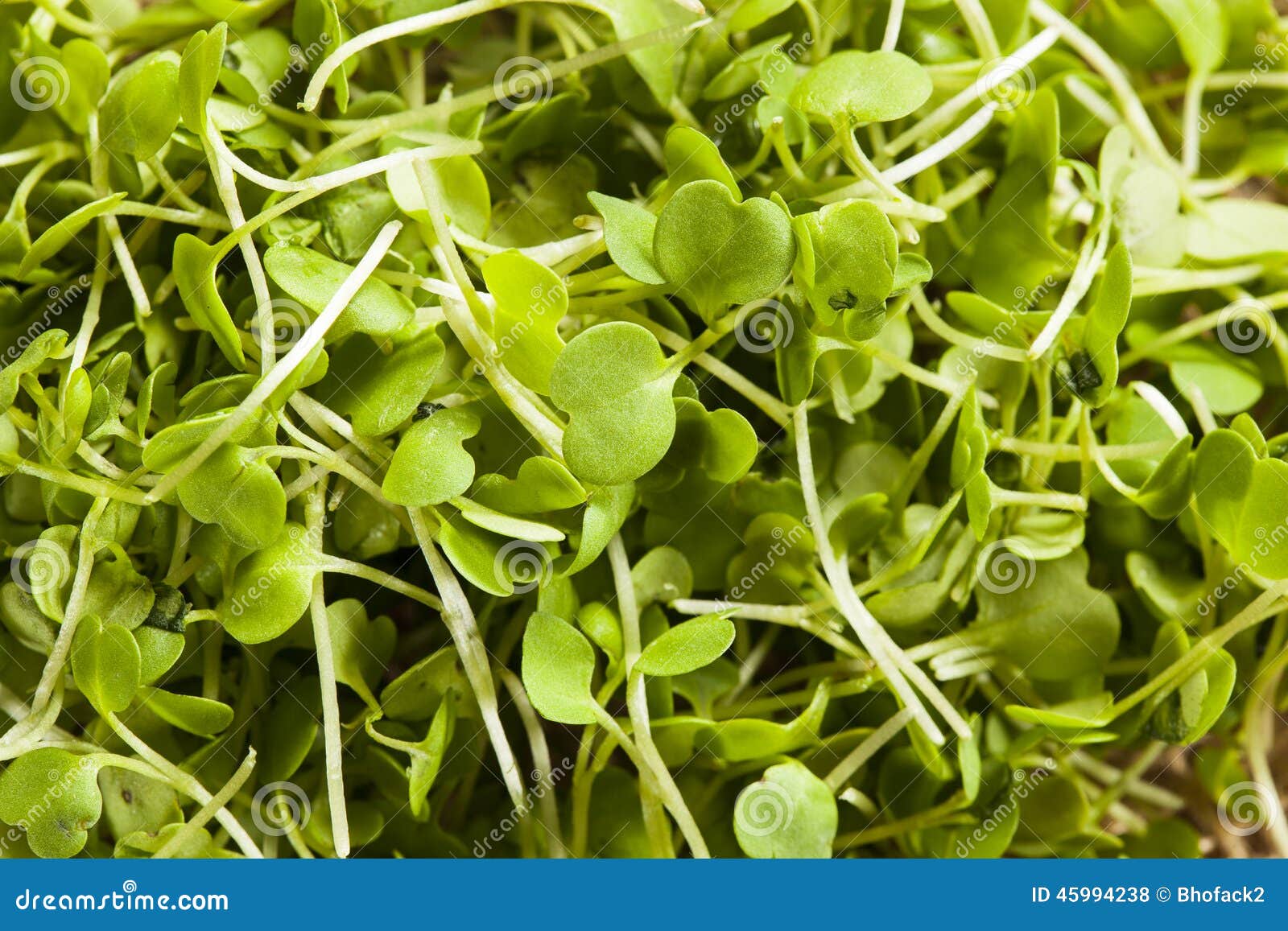 Raw Green Arugula Microgreens Stock Photo - Image of produce, healthy ...