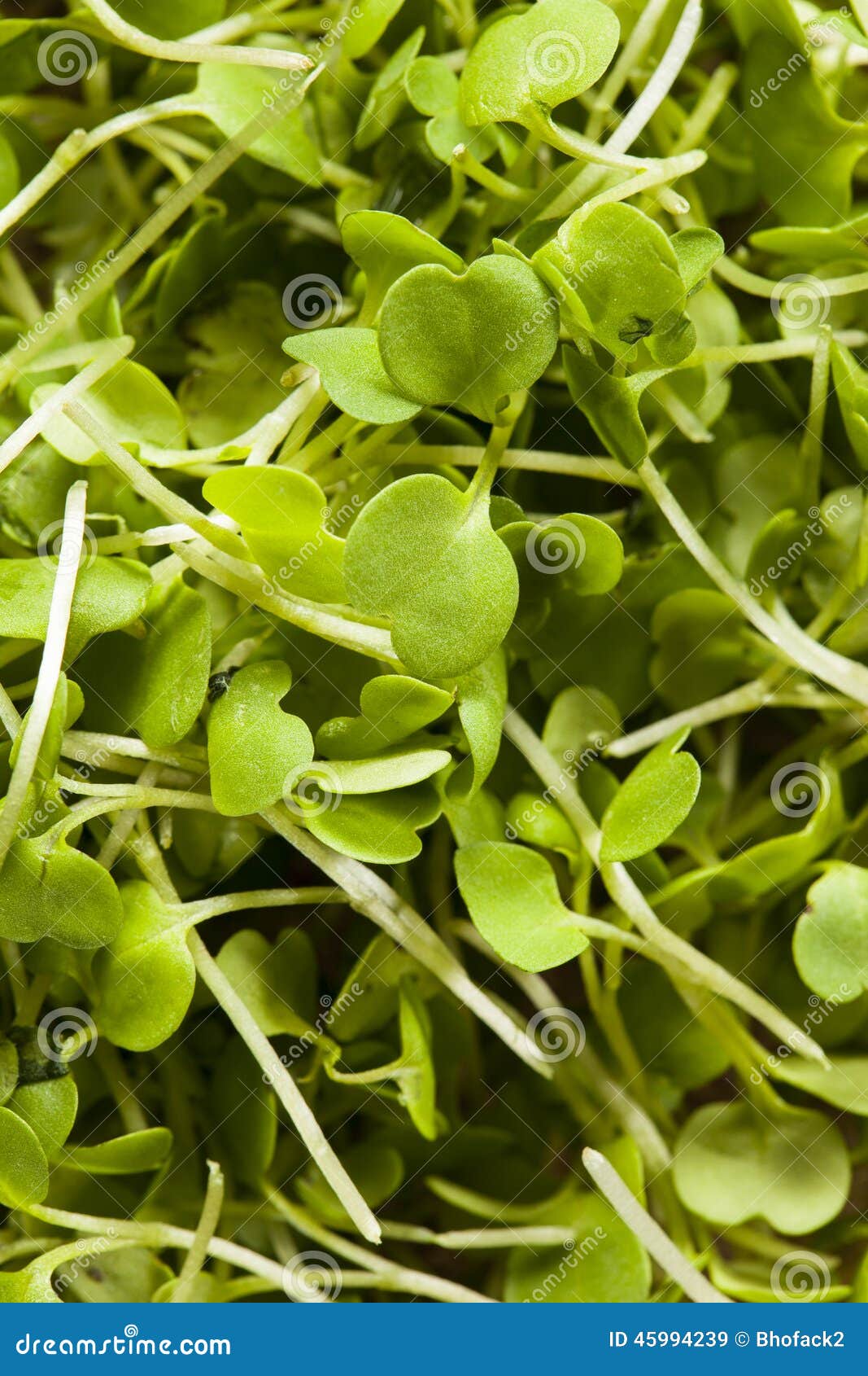 Raw Green Arugula Microgreens Stock Image - Image of health ...
