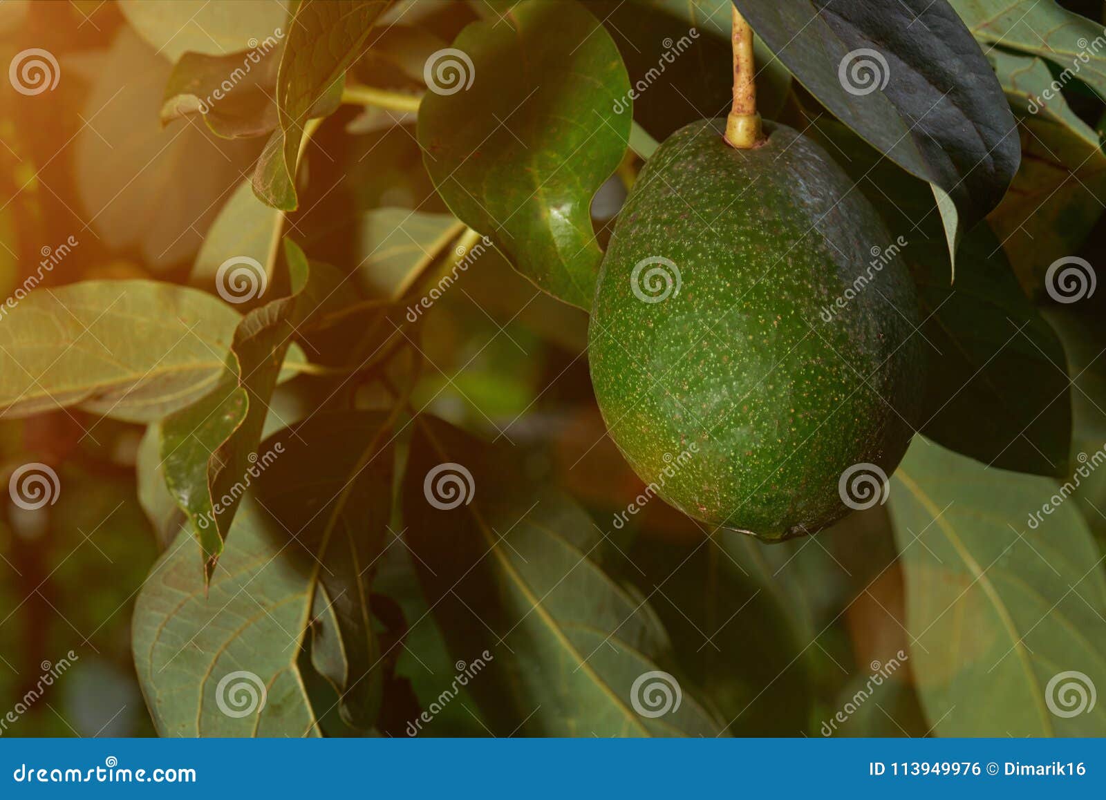 Raw green avocado fruit stock photo. Image of agriculture - 113949976