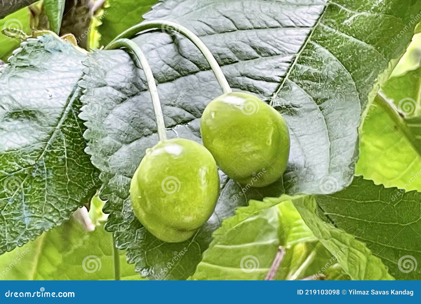 Raw Green Cherries and Green Leaves Stock Photo - Image of fresh ...
