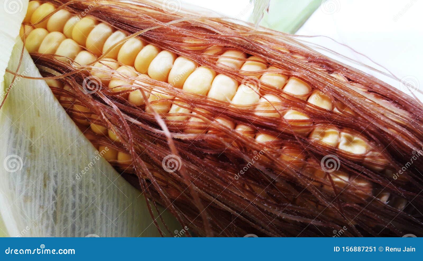 Raw Green Corn Half Pealed Isolated on White Background with Its ...