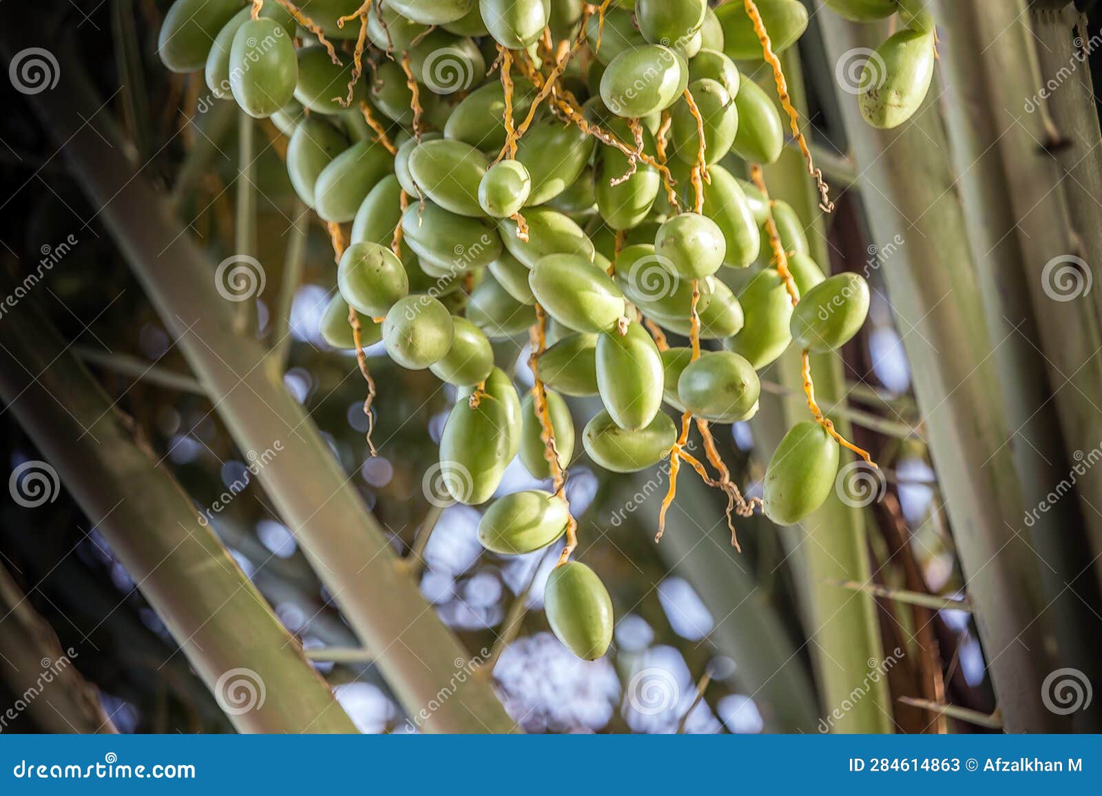 Raw Green Dates on the Palm Tree Dammam Saudi Arabia Stock Image ...