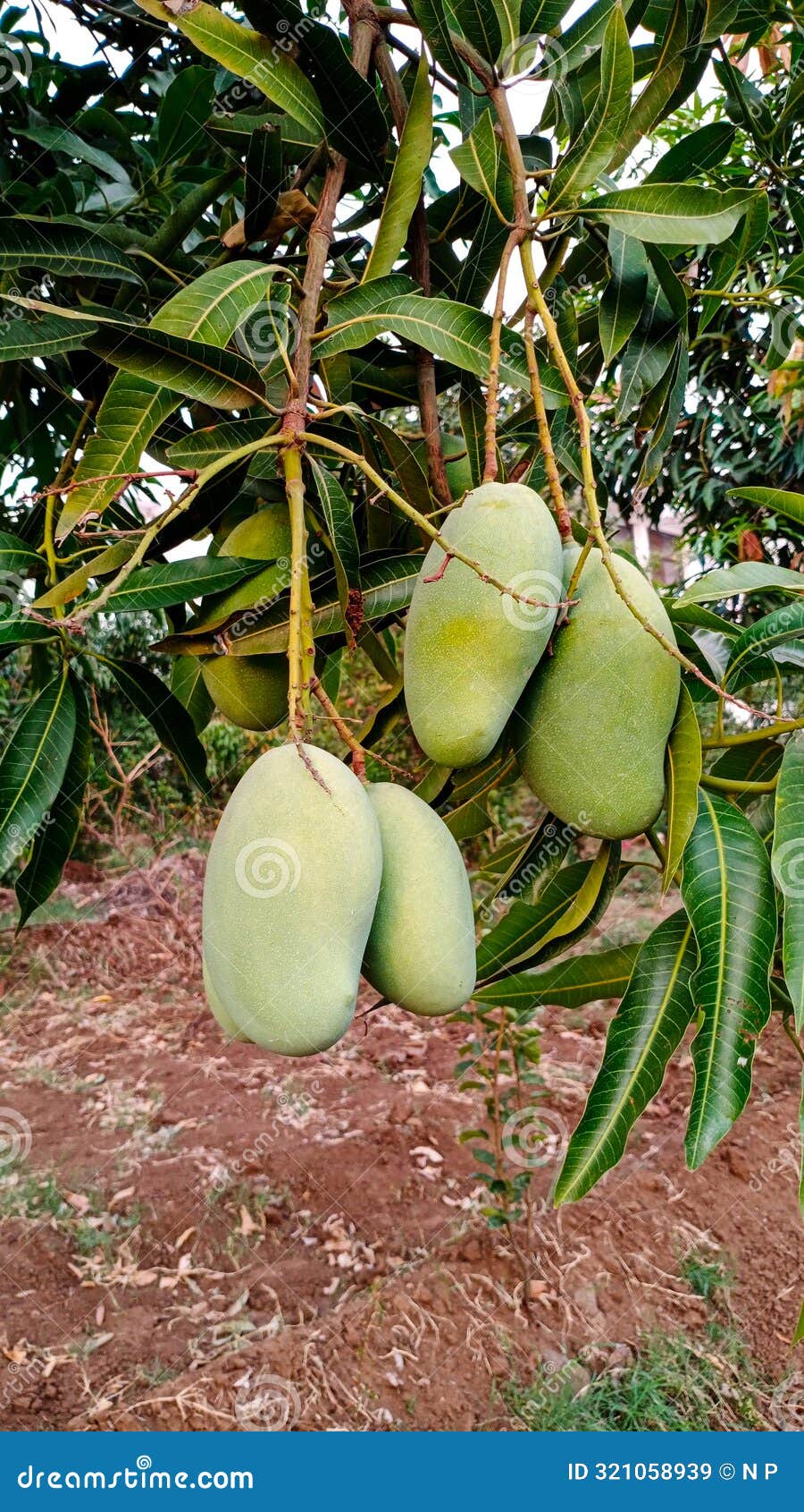 Raw Green Mango Tree Agriculture Farm Fruit Stock Image - Image of green, fruit: 321058939