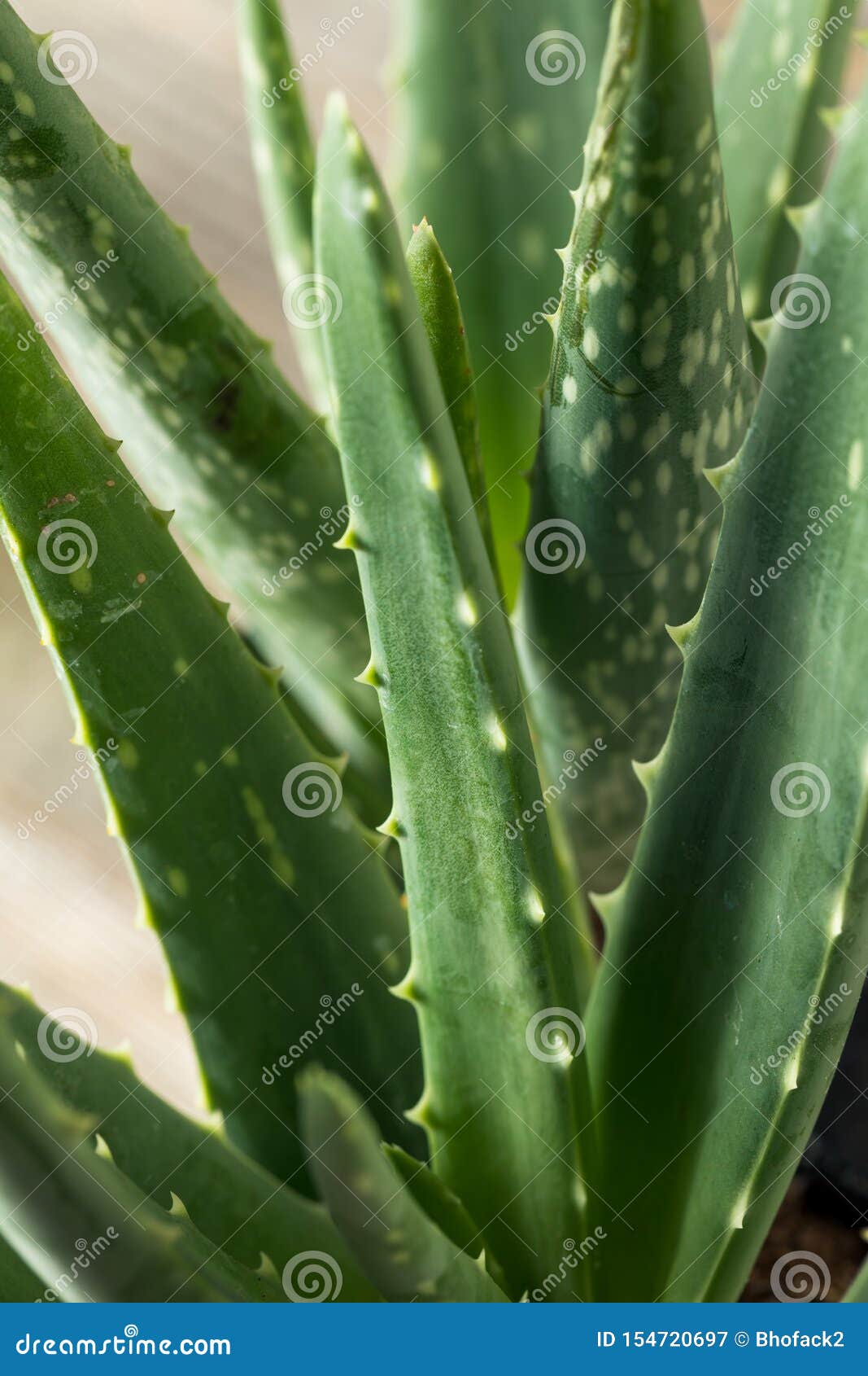 Raw Green Organic Aloe Vera Stock Image - Image of succulent, juice ...