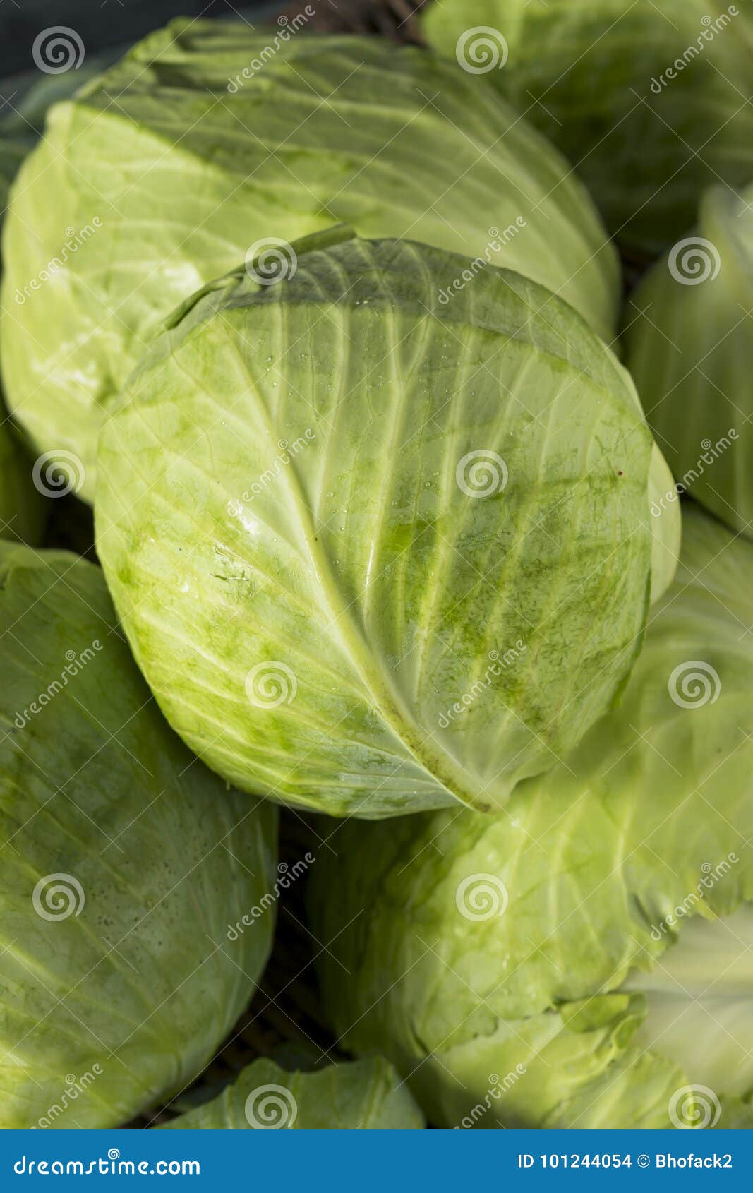 Raw Green Organic Cabbages stock photo. Image of health - 101244054