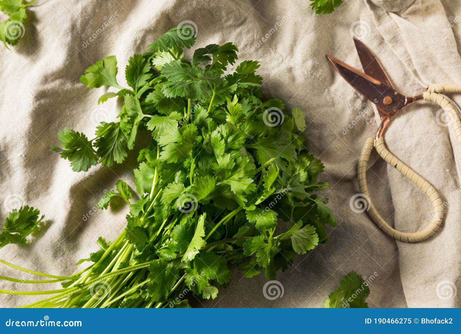 Raw Green Organic Cilantro Bunch Stock Image - Image of plant ...