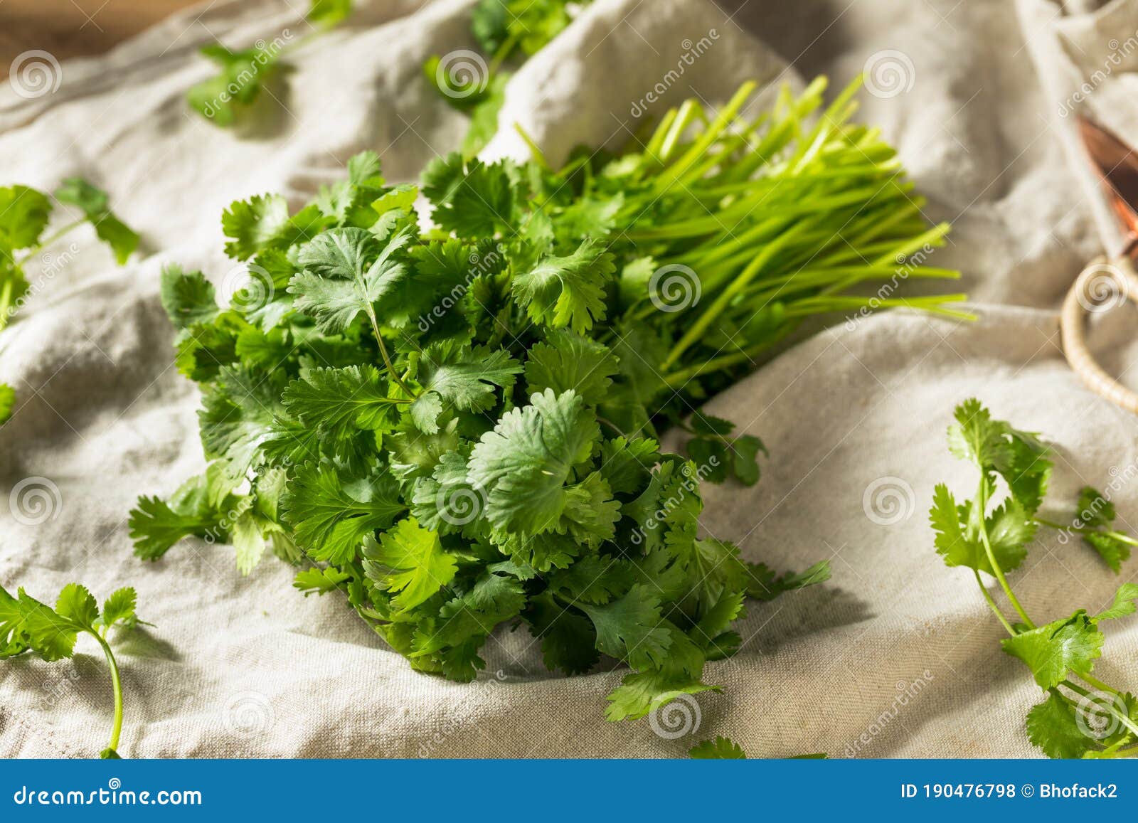 Raw Green Organic Cilantro Bunch Stock Photo - Image of vegetable ...