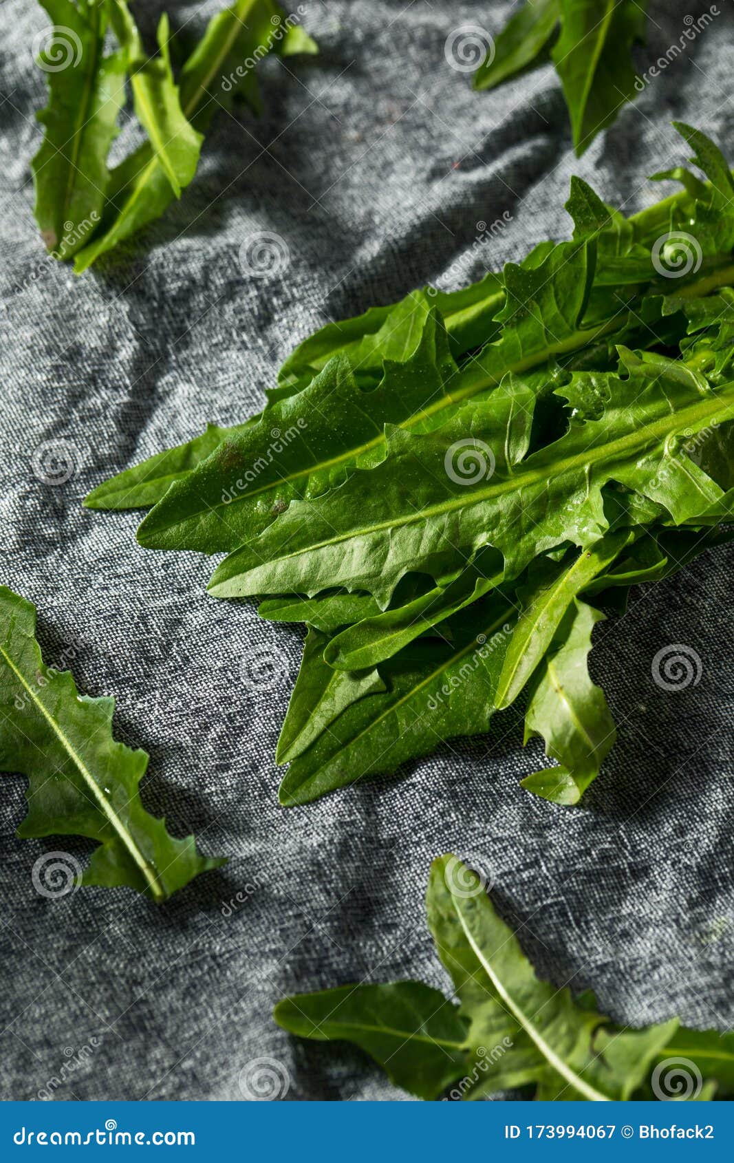 Raw Green Organic Dandelion Greens Stock Image - Image of taste, greens ...