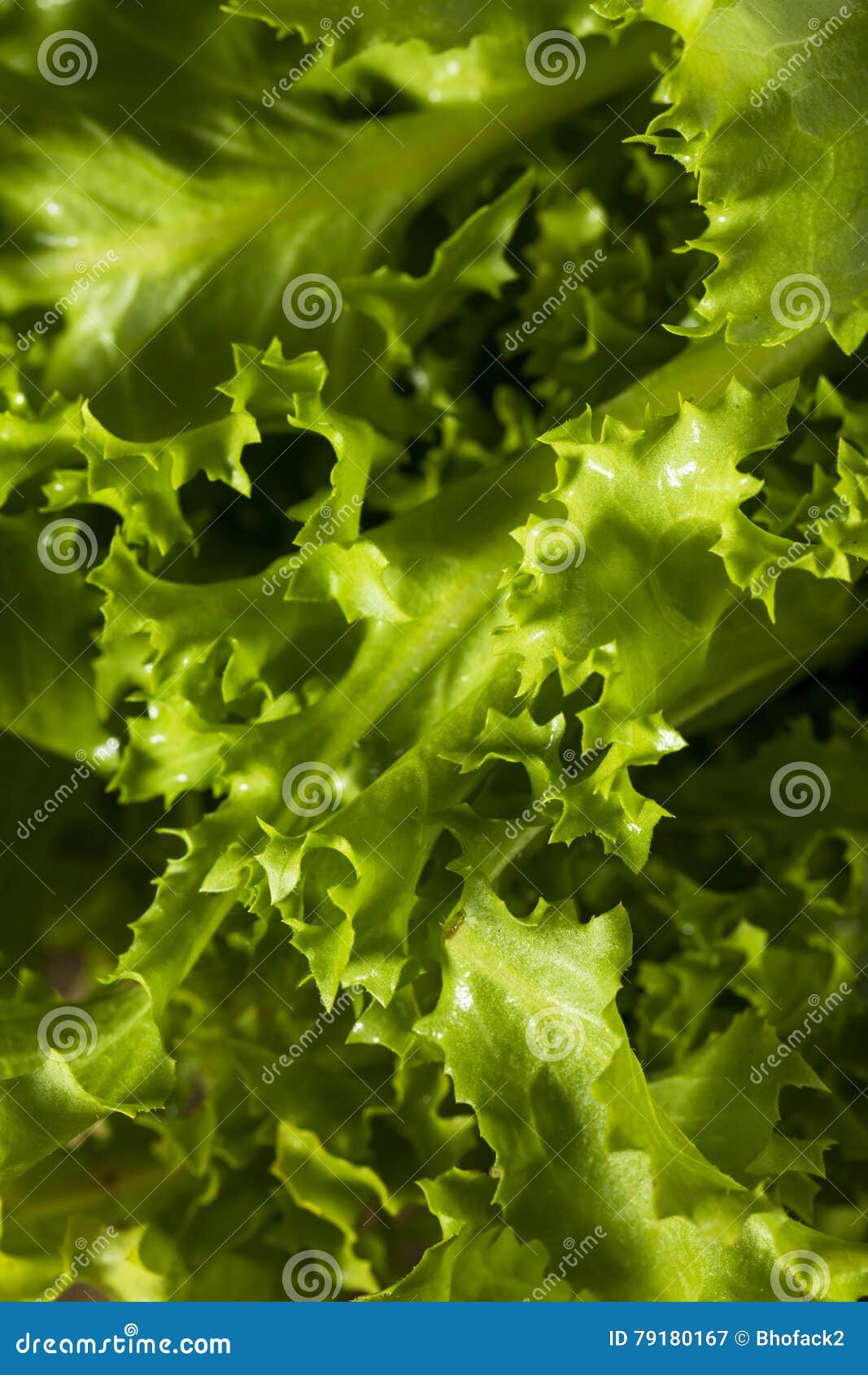 Raw Green Organic Endive Salad Stock Image - Image of healthy, italian ...