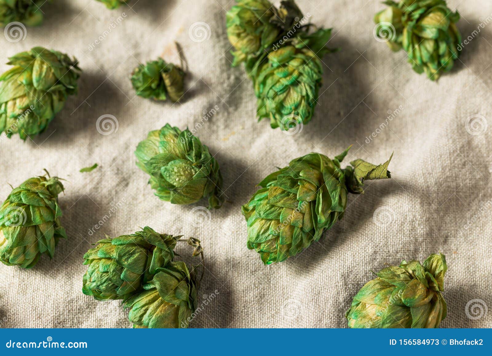 Raw Green Organic Fresh Beer Hops Stock Image - Image of bitter, green ...