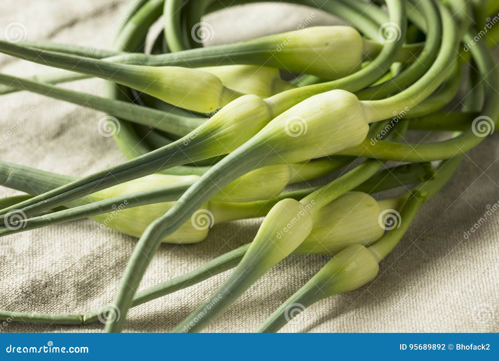 Raw Green Organic Garlic Scapes Stock Photo - Image of seasoning ...