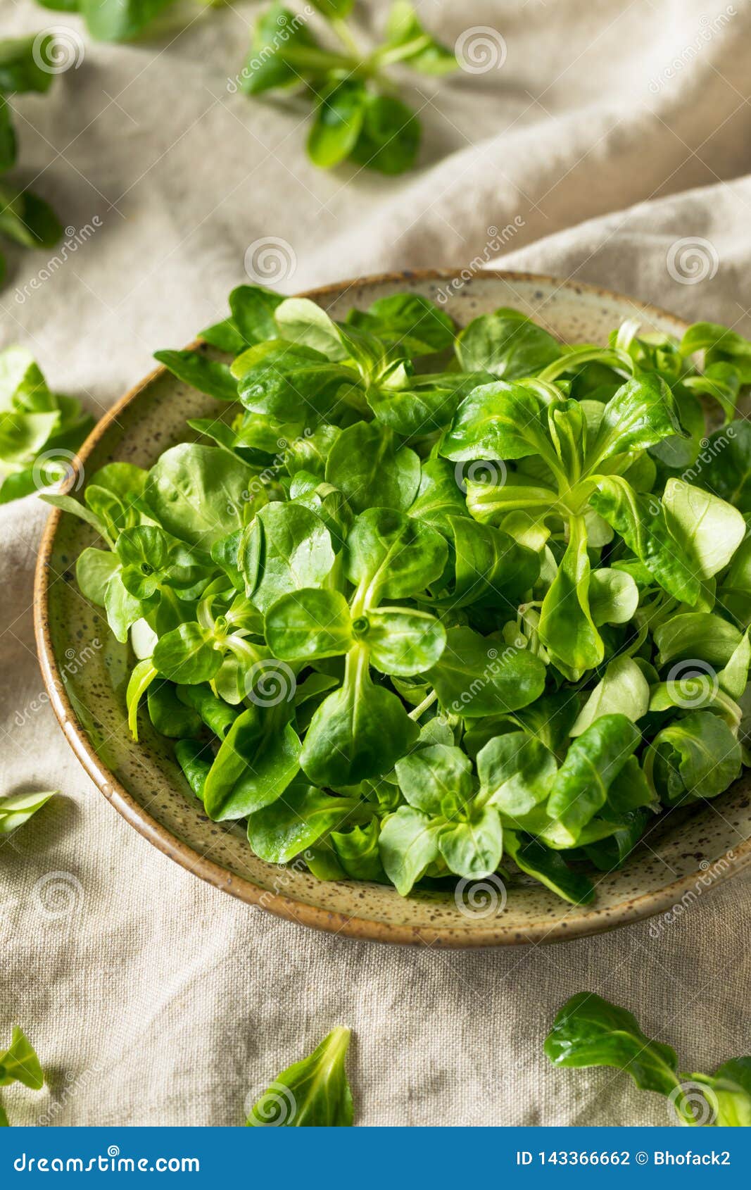 Raw Green Organic Mache Rosettes Stock Photo - Image of dieting ...