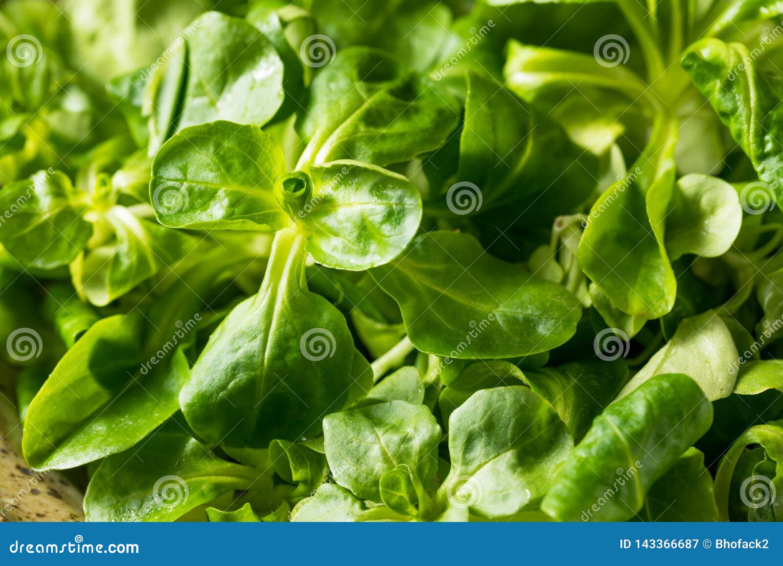 Raw Green Organic Mache Rosettes Stock Image - Image of rapunzel ...