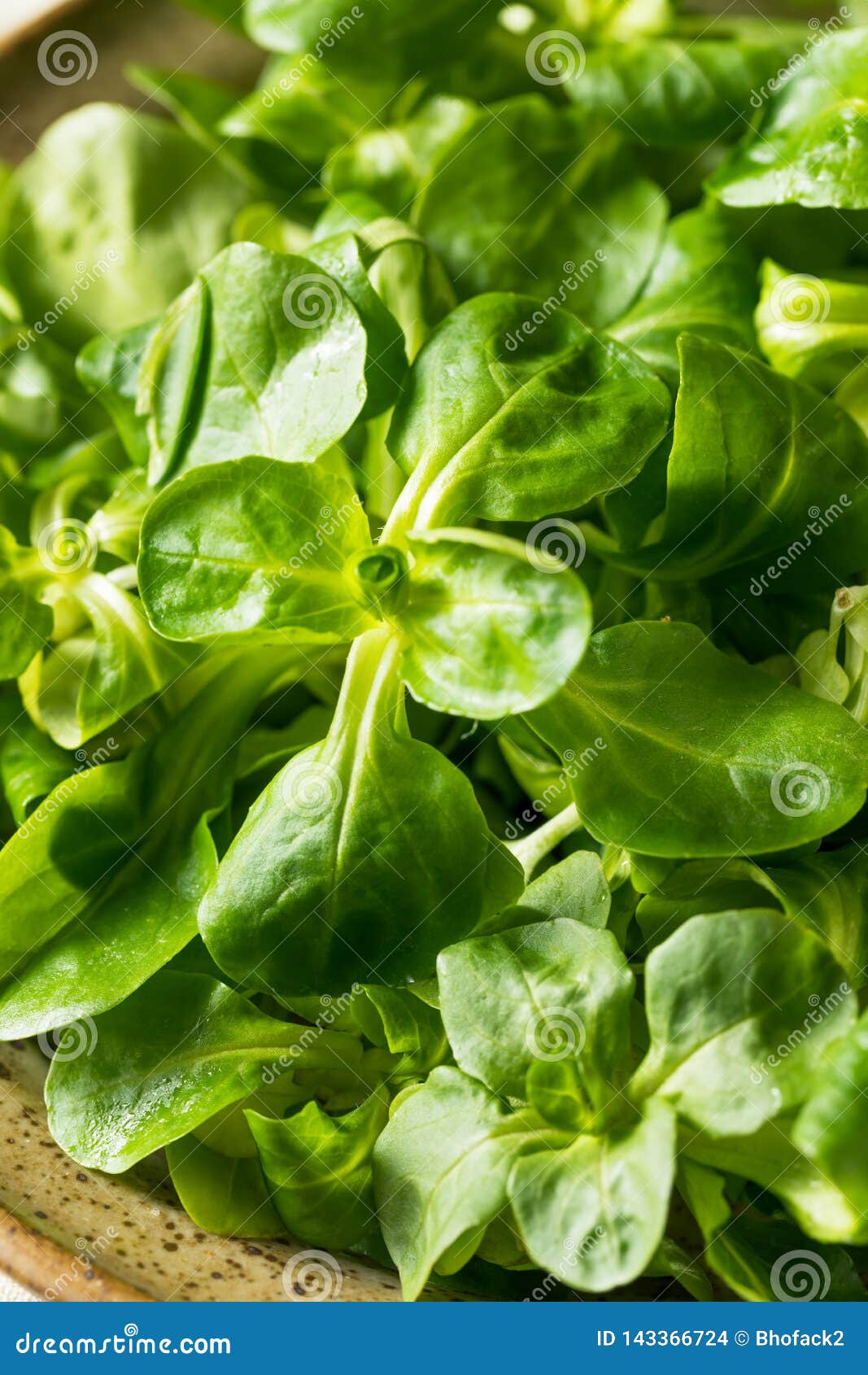 Raw Green Organic Mache Rosettes Stock Photo - Image of healthy, bunch ...