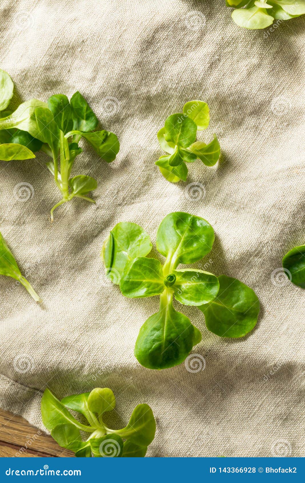 Raw Green Organic Mache Rosettes Stock Photo - Image of mache, green ...
