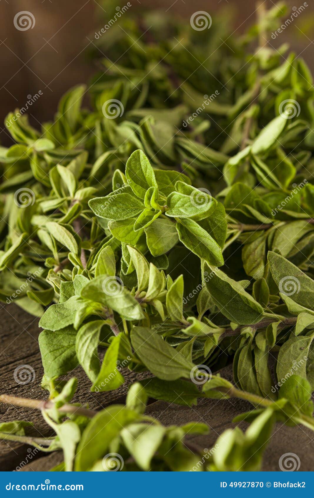 Organic Oregano Plant With Roots In Fertilized Soil Isolated On Natural ...