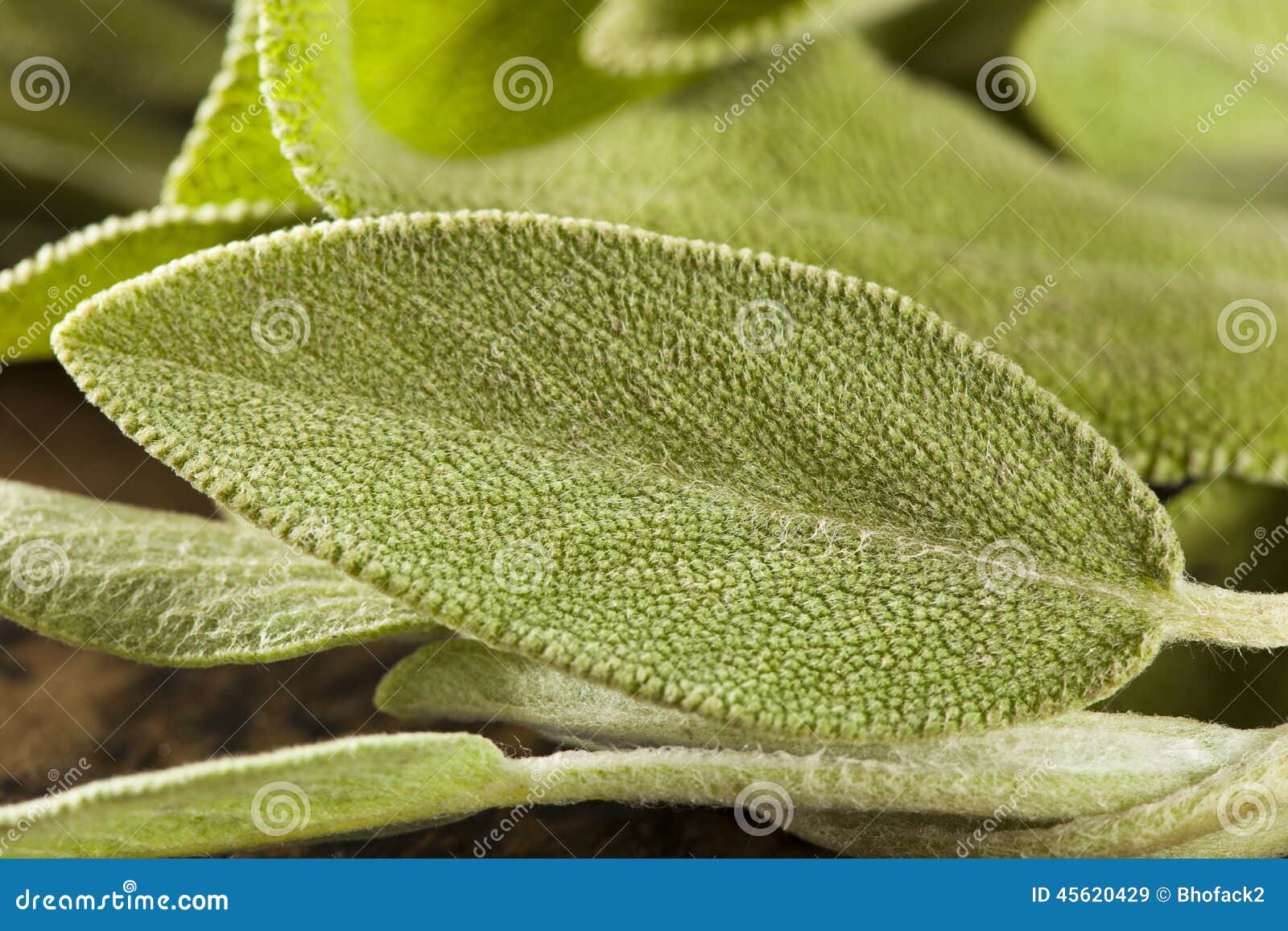 Raw Green Organic Sage stock image. Image of sage, vegetarian - 45620429