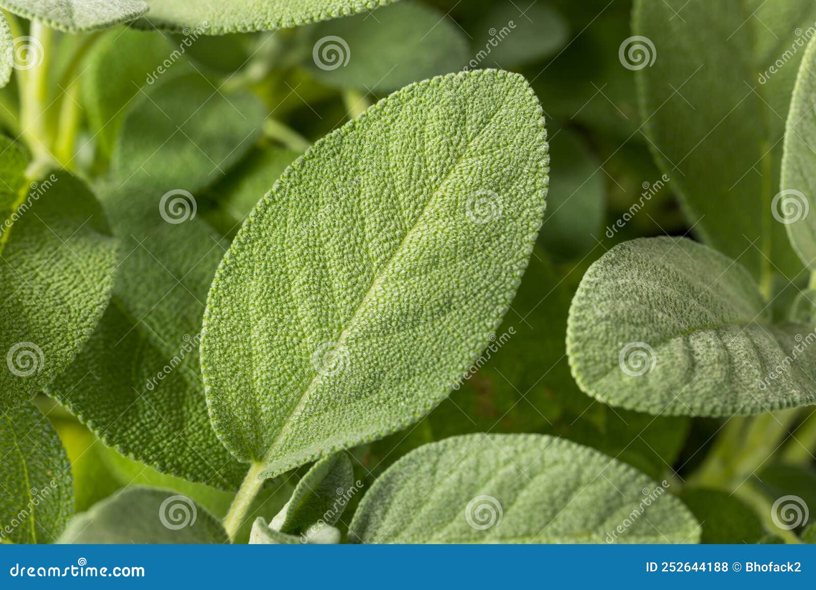 Raw Green Organic Sage Herbs Stock Photo - Image of sage, aromatherapy ...