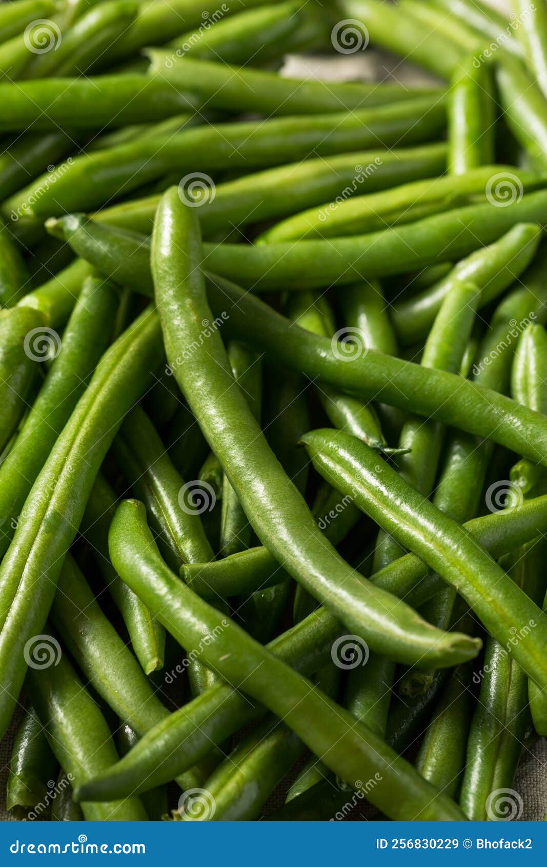 Raw Green Organic String Beans Stock Image - Image of vegetarian, bean ...