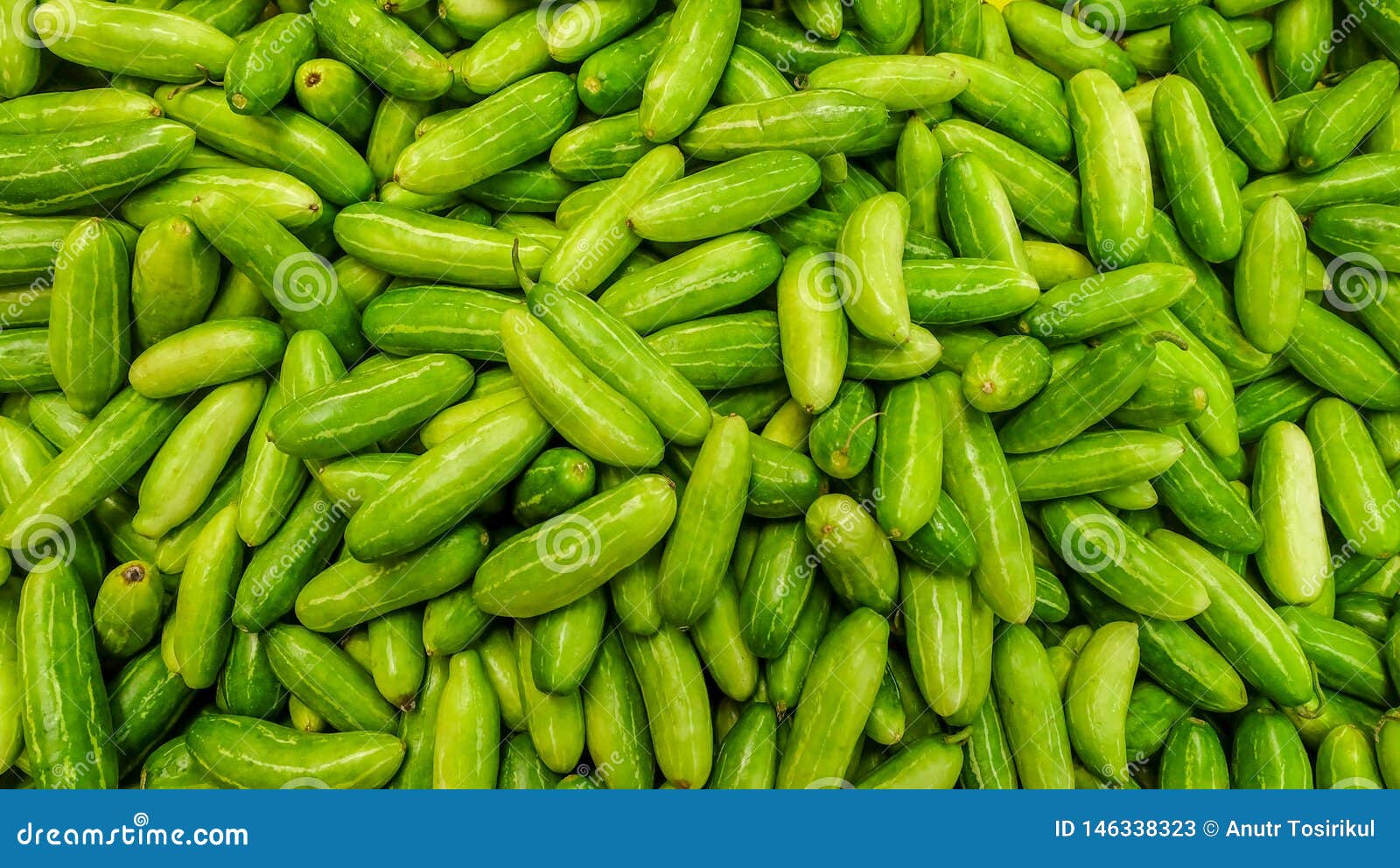 Raw Green Organic Tindora stock image. Image of fresh - 146338323