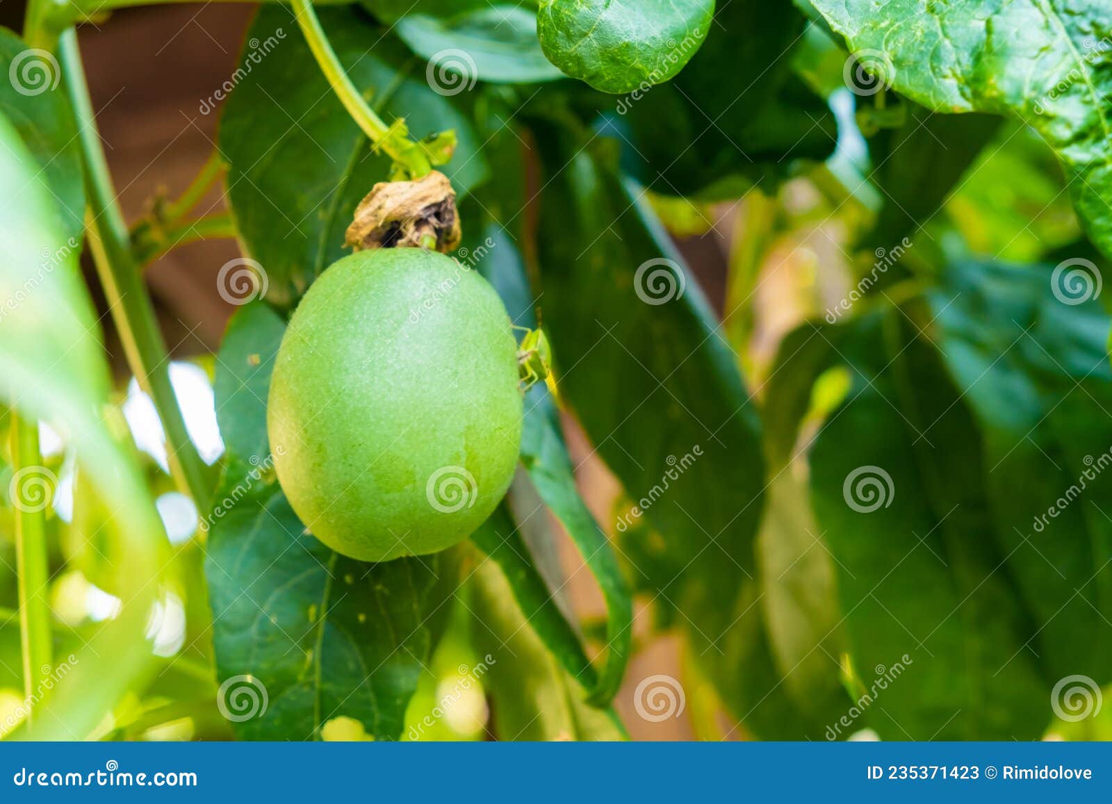 Raw Green Passion Fruit Ripens on the Liana Stock Image - Image of leaf ...