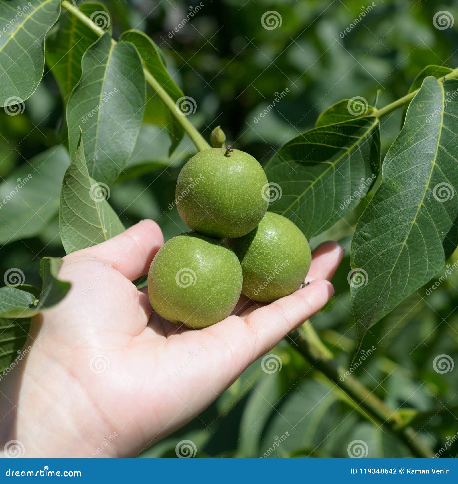 The Raw Green Walnuts on the Tree Branch Hold a Palm. Stock Photo ...